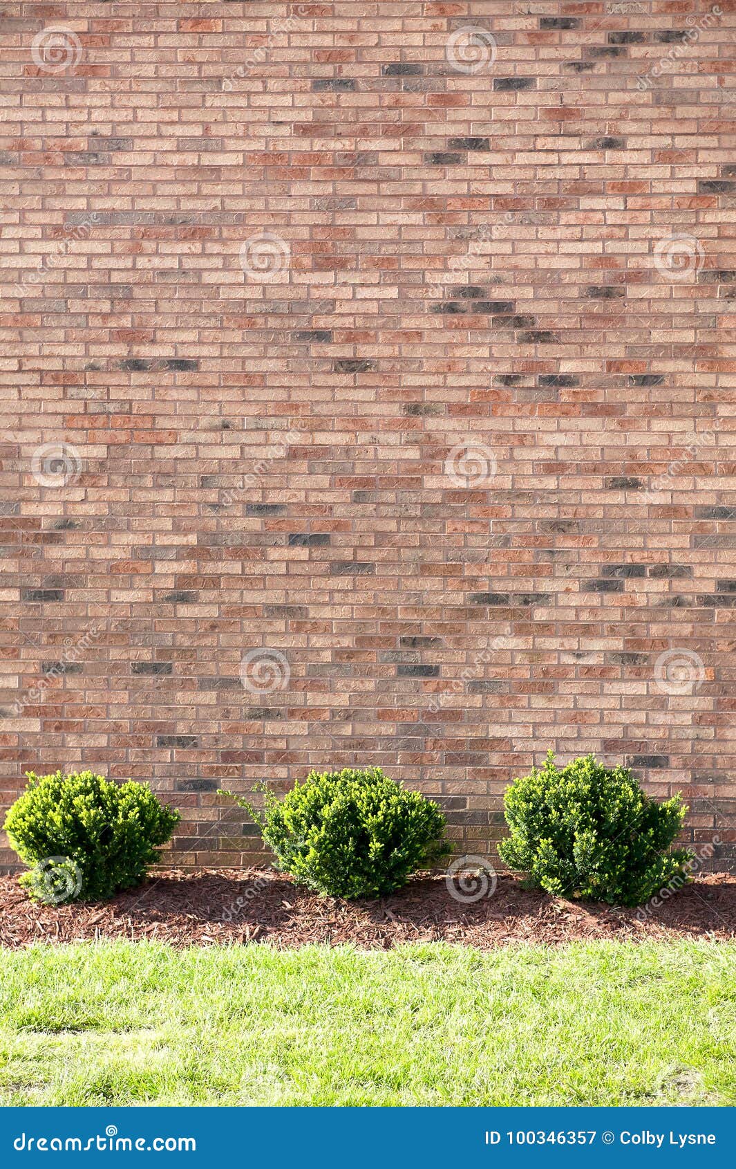 Three Garden Shrubs by Brick Wall Stock Image - Image of brick, green ...