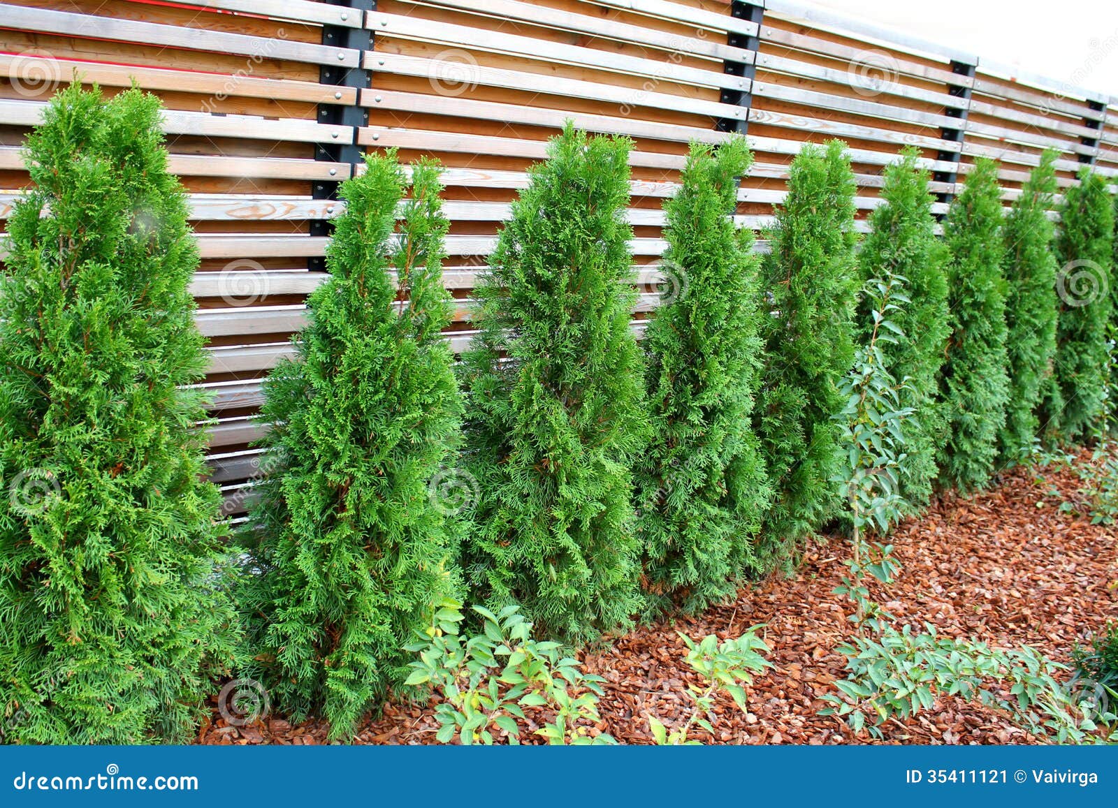 Row of thujas stock image. Image of aurea, botanical - 35411121
