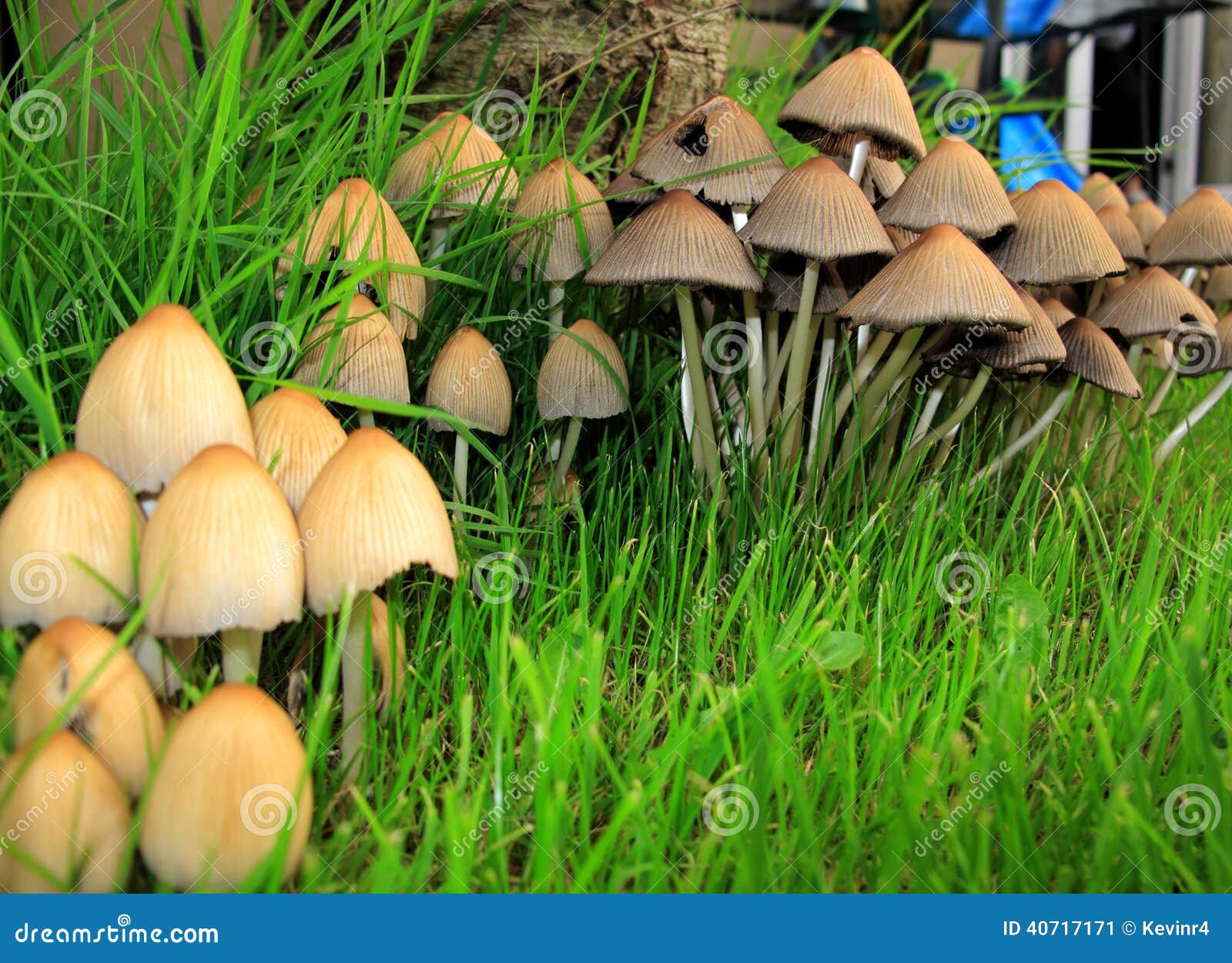 Row of toadstools stock image. Image of brown, moss, green - 40717171