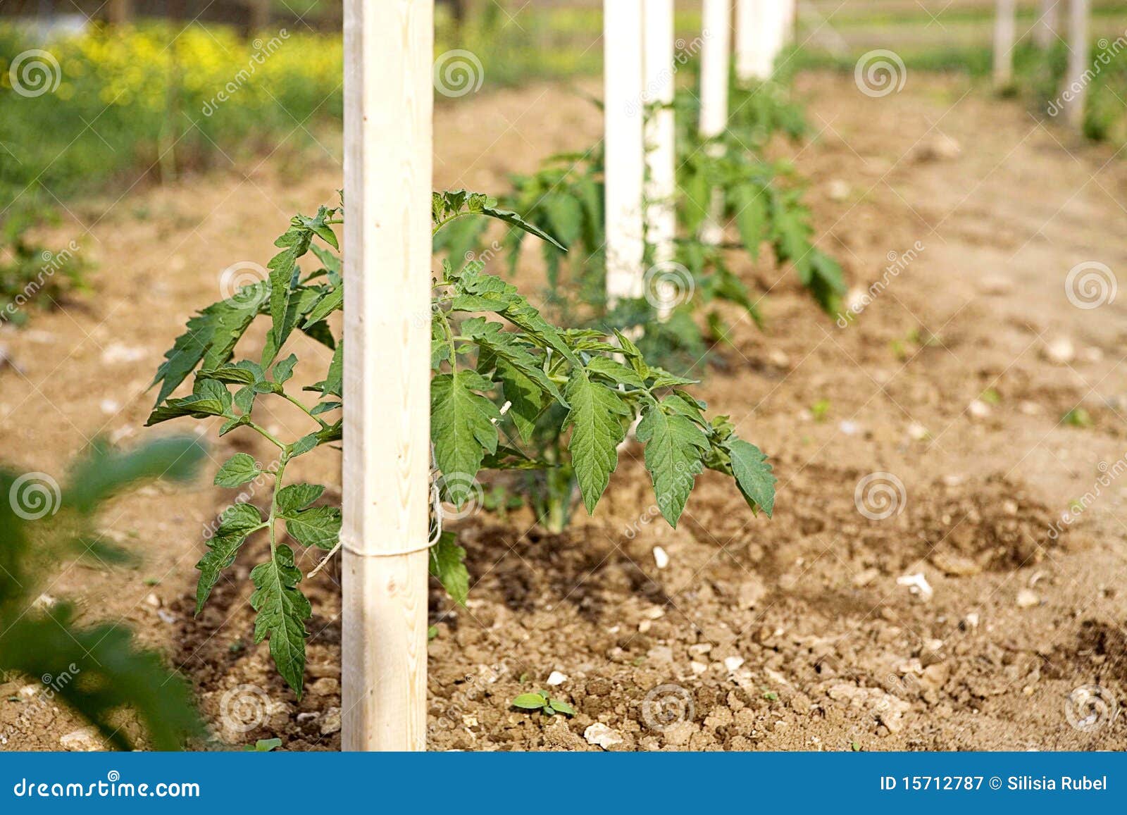 Row of tomato plants stock image. Image of vegetables - 15712787