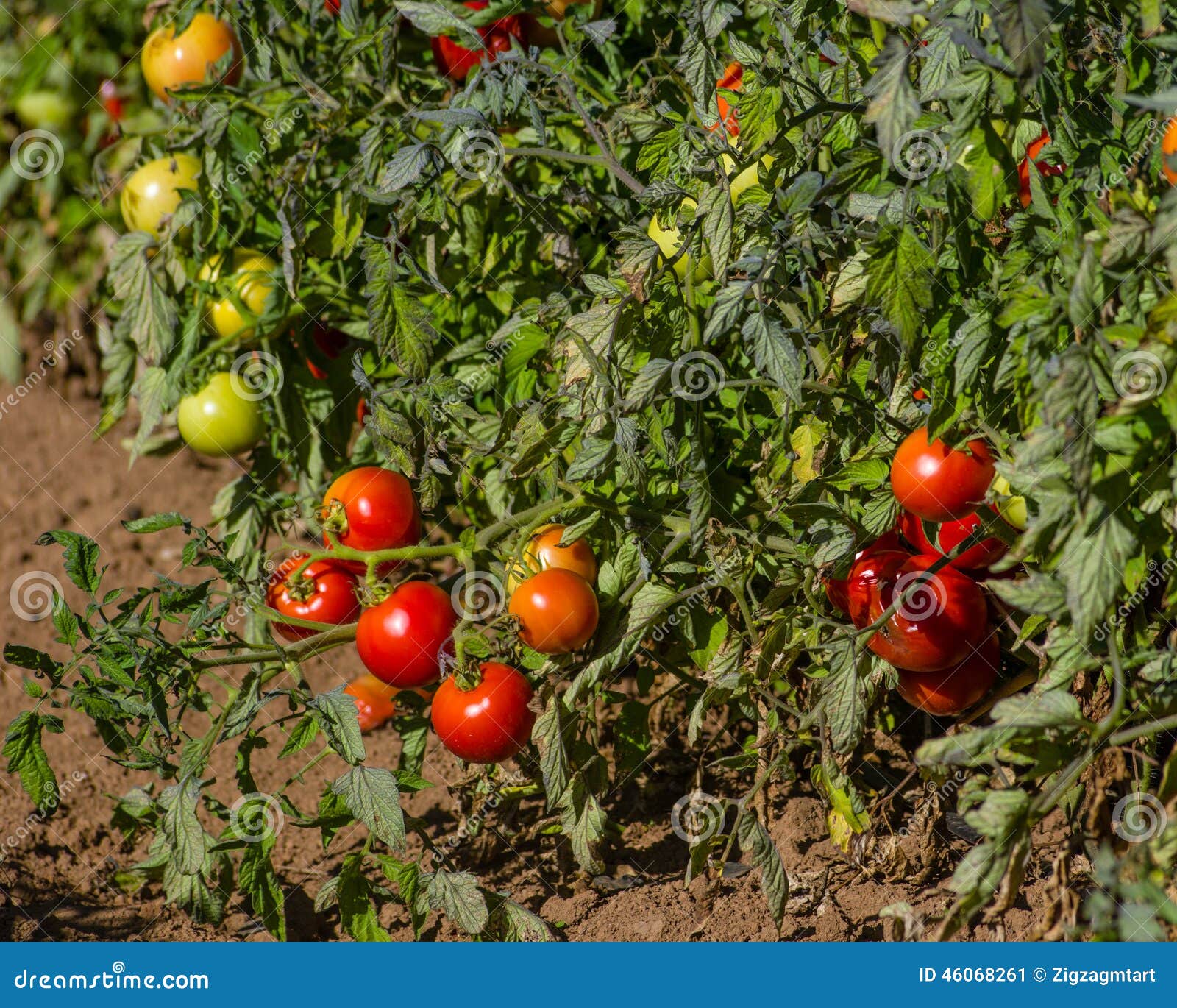 Row of Tomato Plants in the Field Stock Image - Image of plants ...