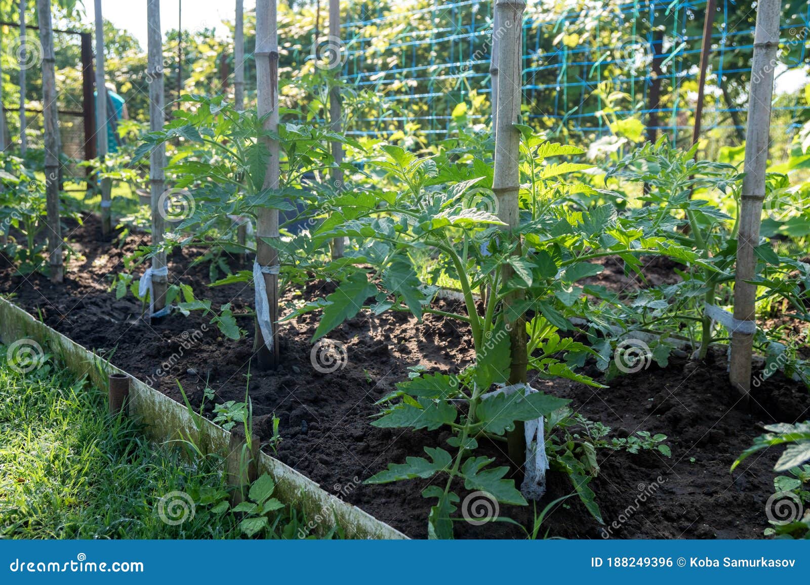 A Row of Tomato Plants. Tomato Grow in the Open Ground Stock Photo ...