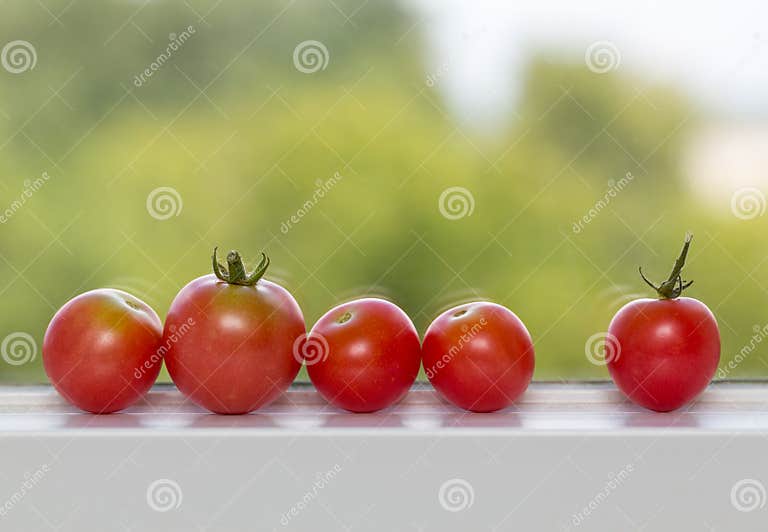 Row of Tomatoes on Window Sill Stock Image - Image of ripen, glass ...