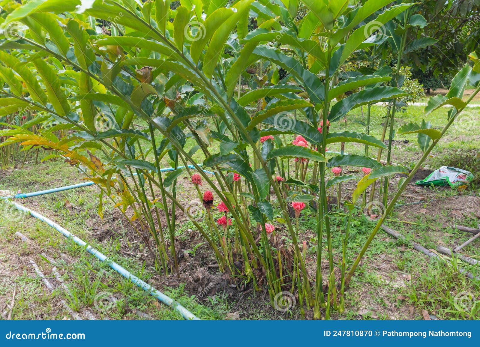Torch Ginger Farm at Thailand Stock Photo - Image of garden, botany ...