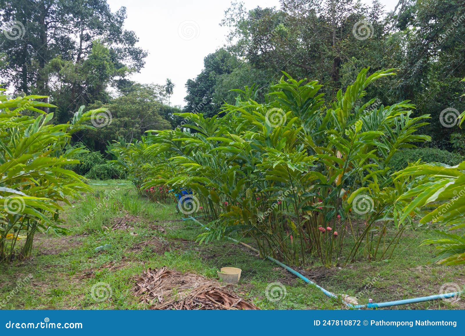 Torch Ginger Farm at Thailand Stock Photo - Image of petal, environment ...