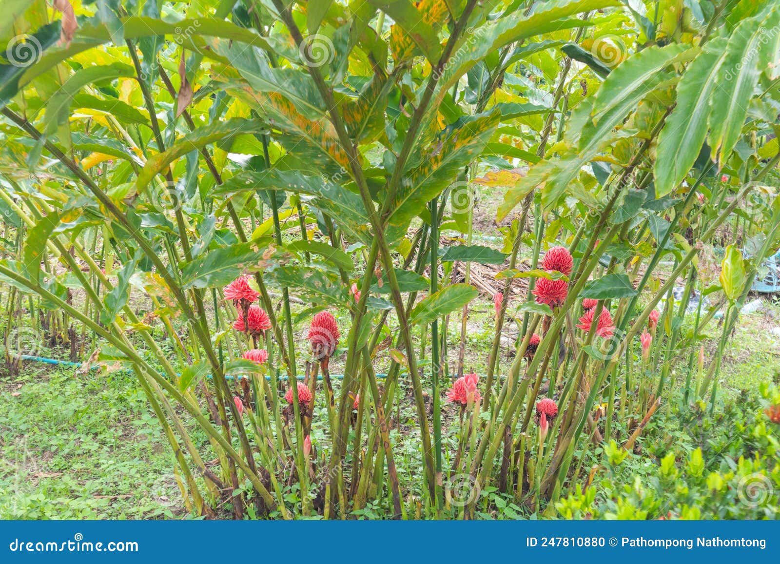 Torch Ginger Farm at Thailand Stock Photo - Image of spring, nature ...