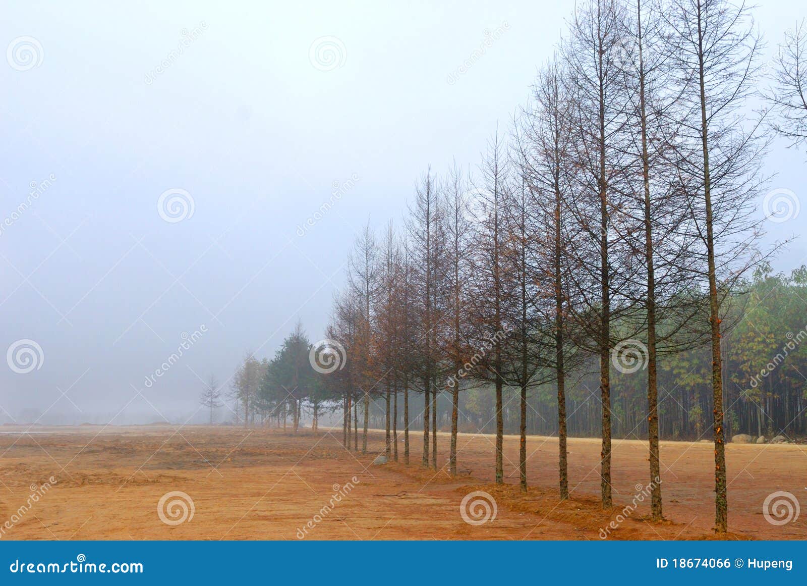 A row of tree stock photo. Image of leaves, flora, illustrations - 18674066