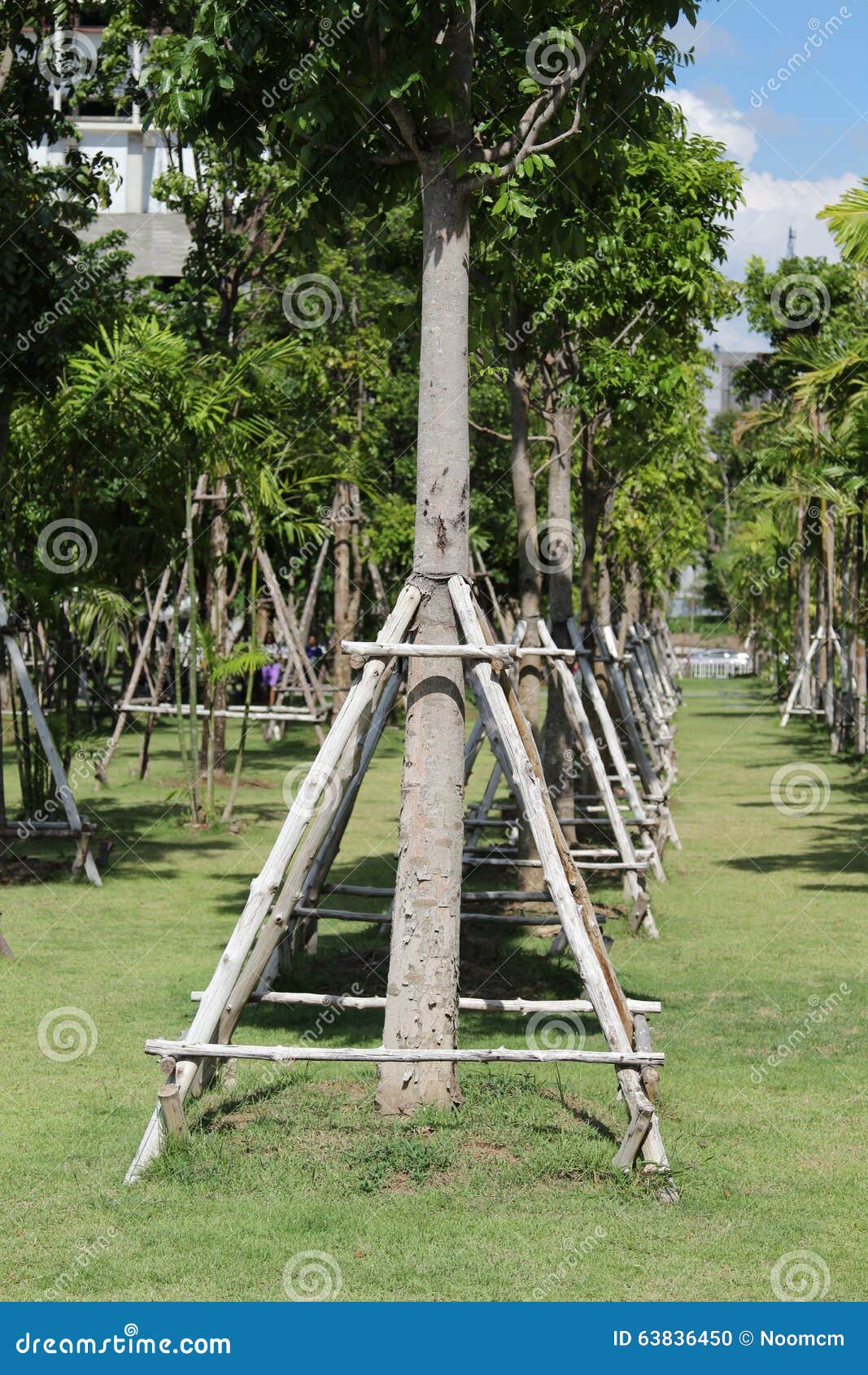 Row of tree stock photo. Image of sunny, assemble, tree - 63836450