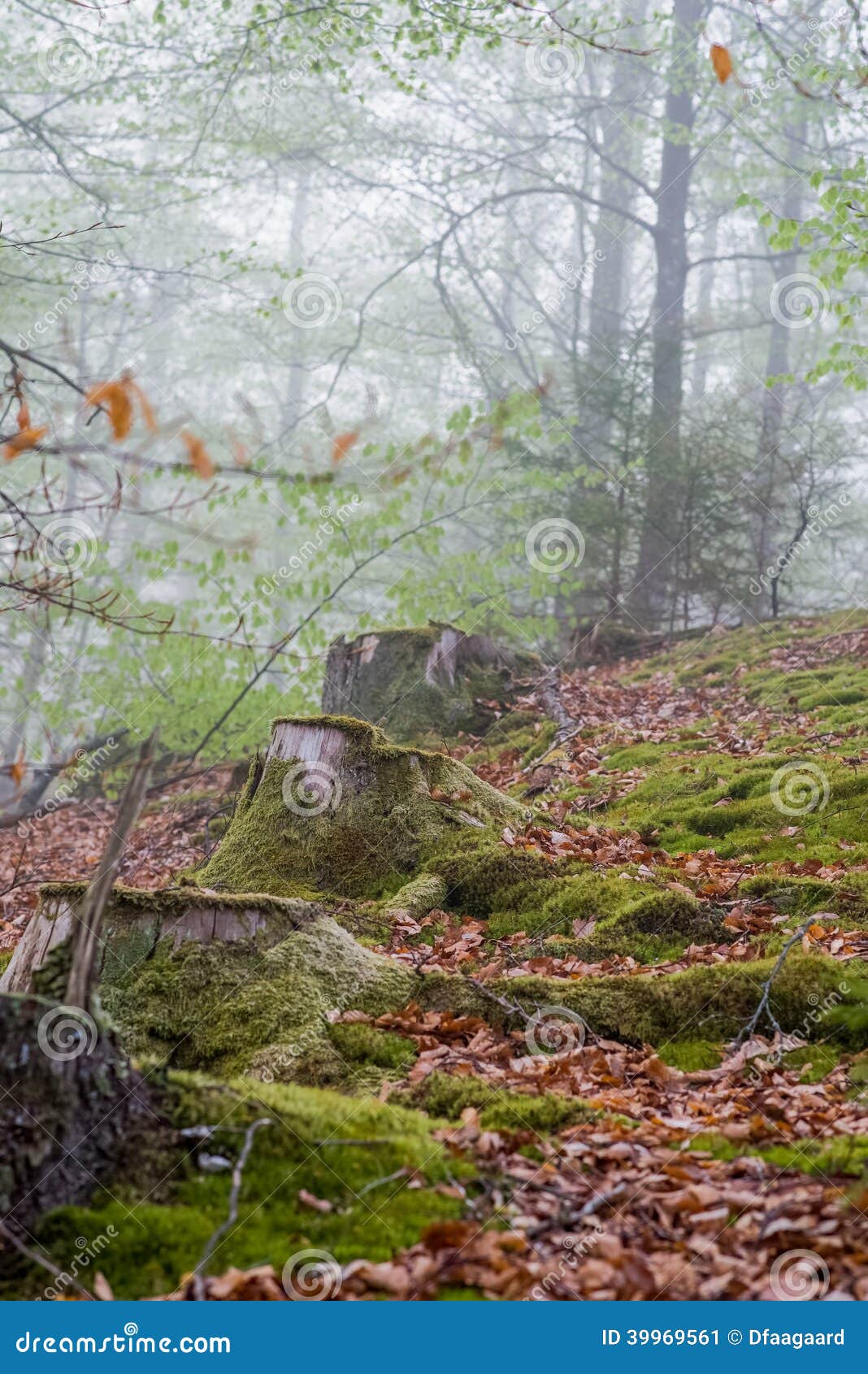 Row of tree stumps stock image. Image of europe, hill - 39969561