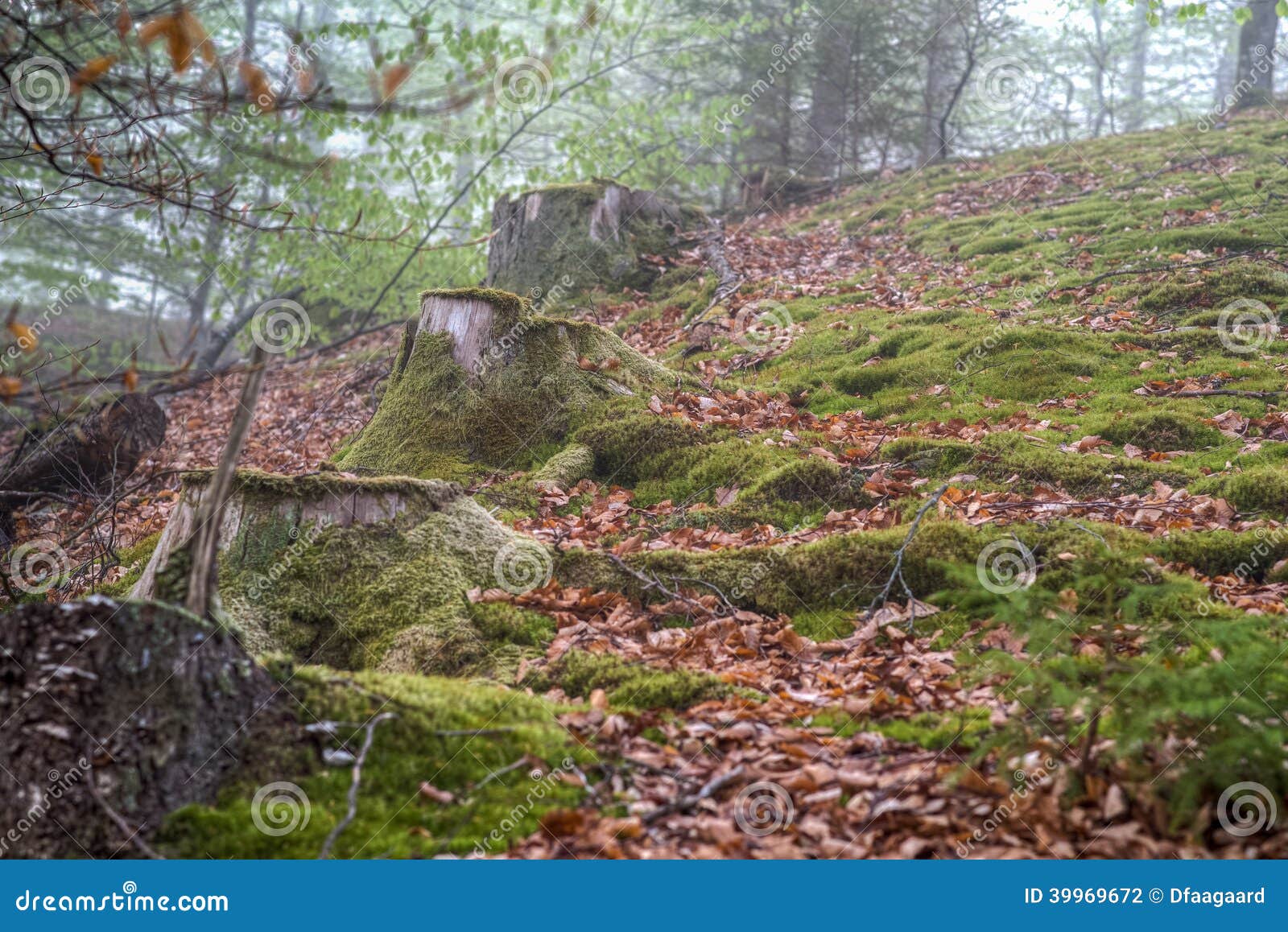 Row of tree stumps stock photo. Image of green, stumps - 39969672