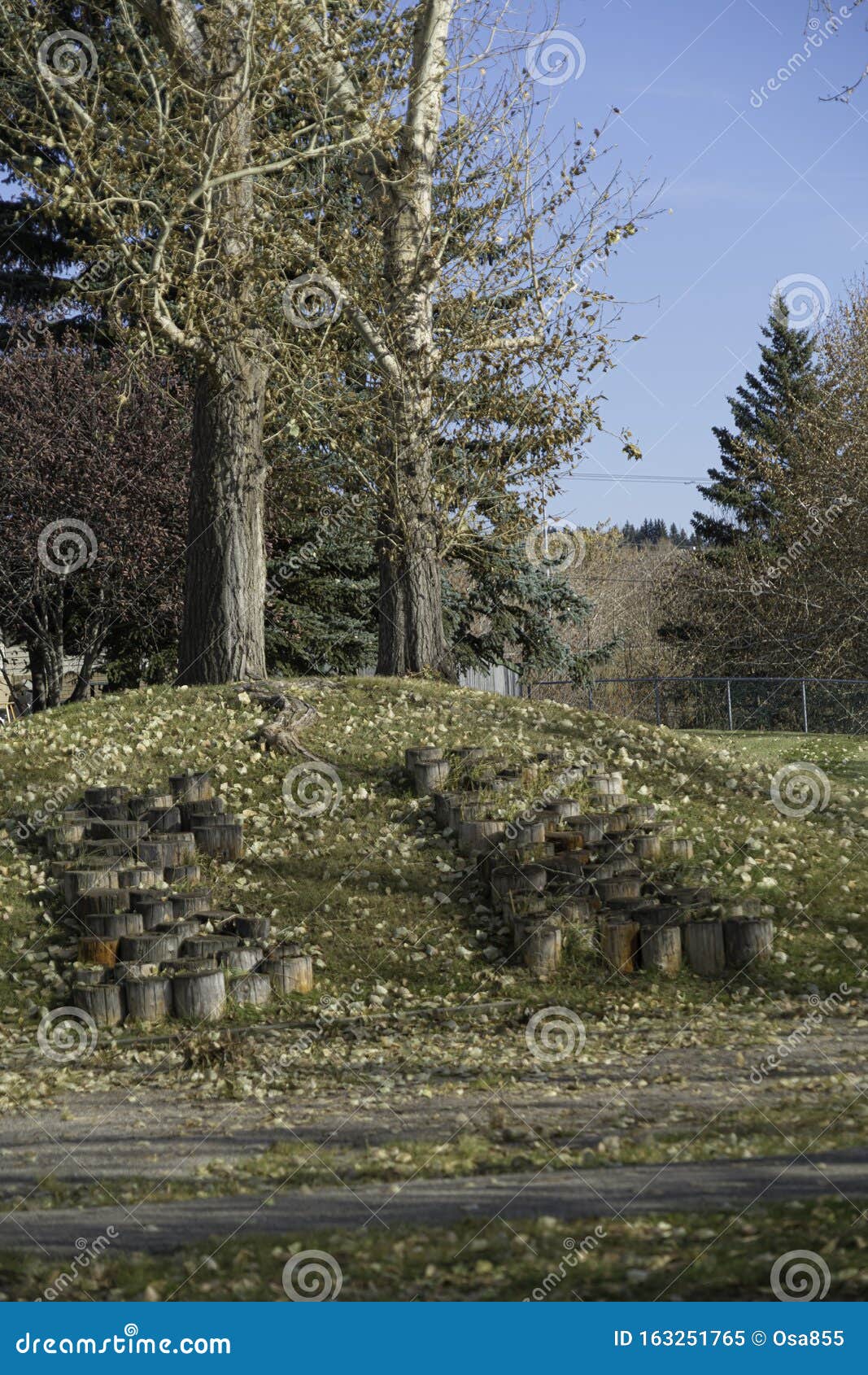 Row of Tree Stumps in a Public Park Stock Image - Image of autumn ...