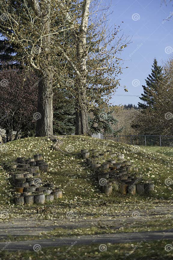 Row of Tree Stumps in a Public Park Stock Image - Image of autumn ...