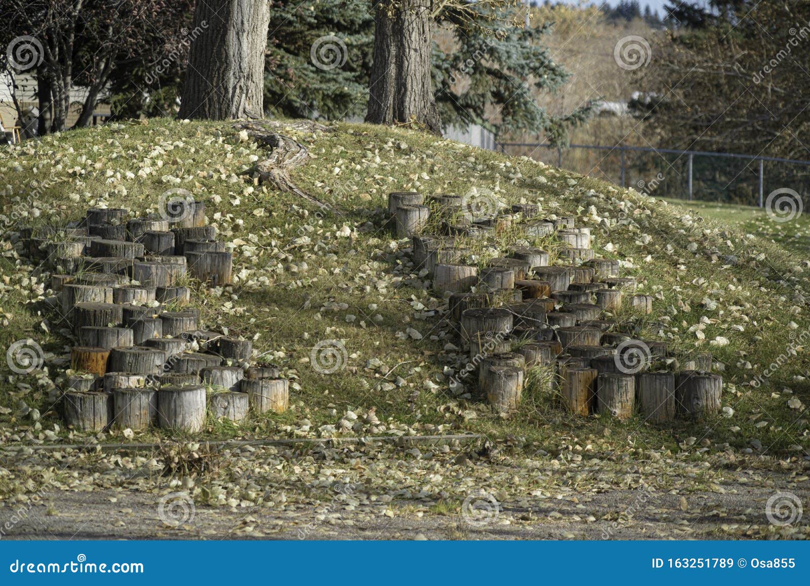 Row of Tree Stumps in a Public Park Stock Image - Image of tree, nature ...