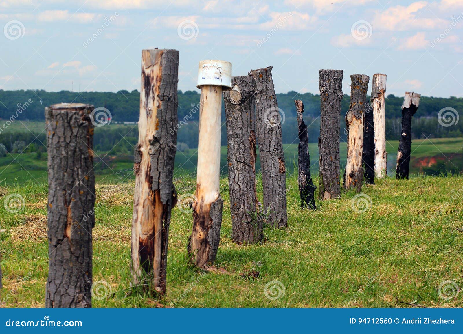 Row of Tree Trunks As Wooden Poles Fence Stock Photo - Image of ...