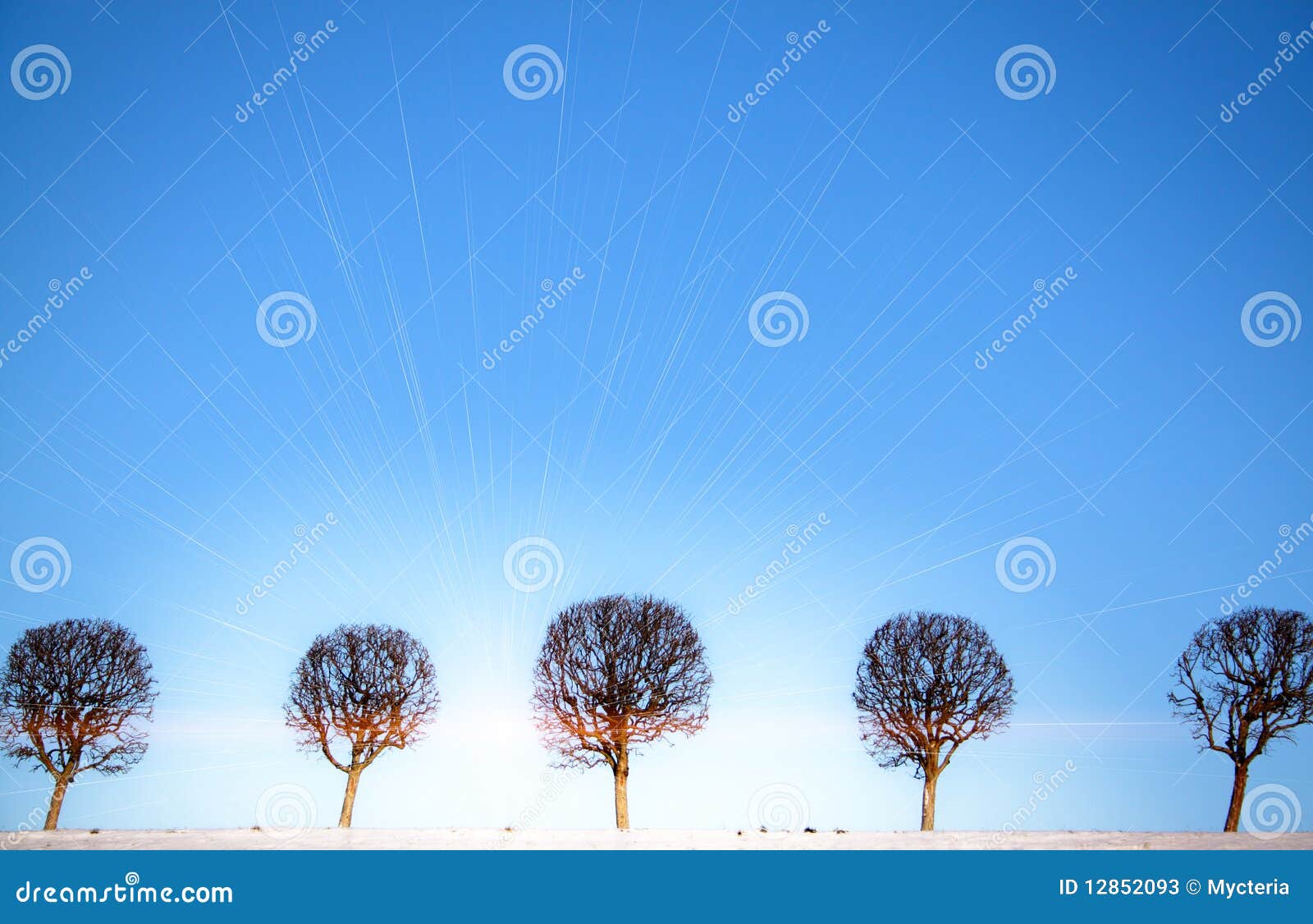 Row of trees stock image. Image of perspective, freedom - 12852093