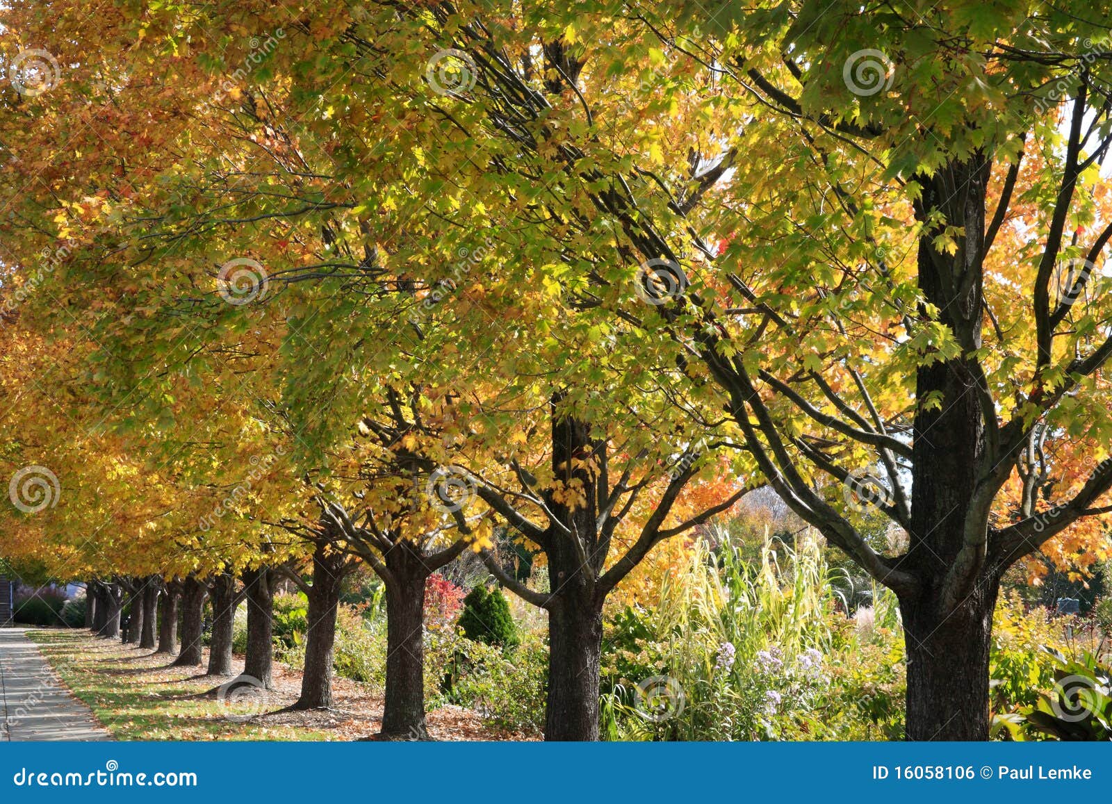 Row of Trees stock photo. Image of beautiful, cincinnati - 16058106