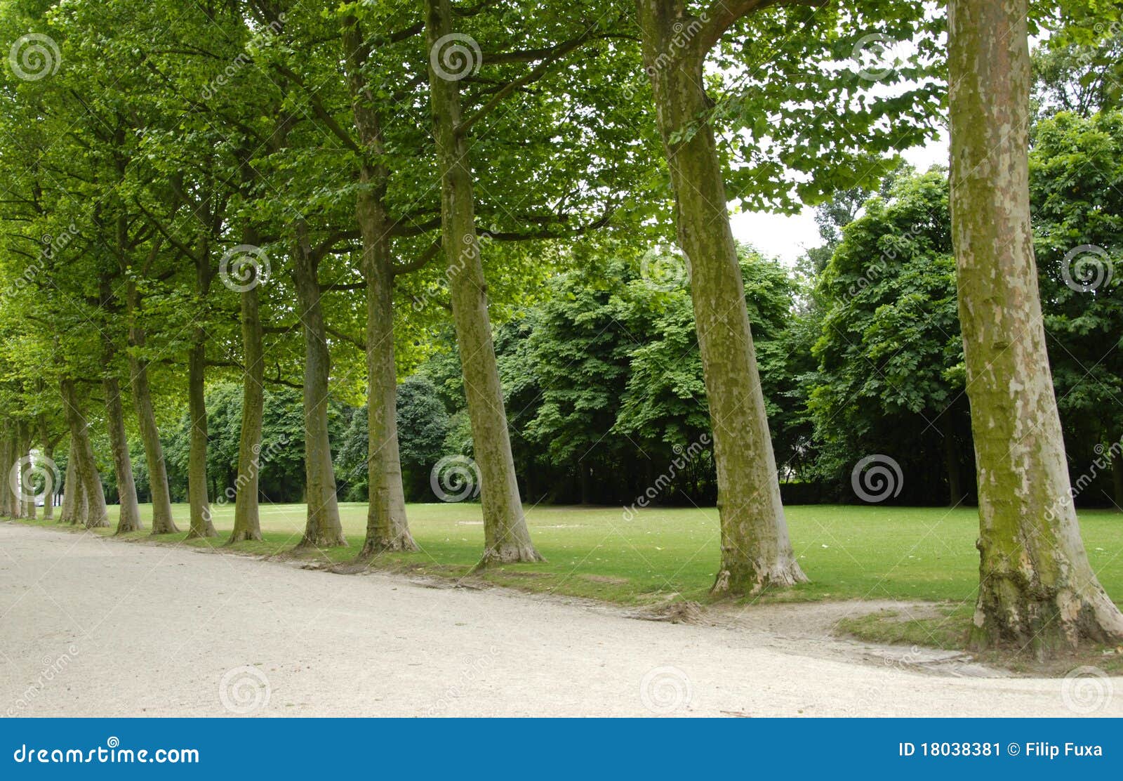 Row of trees stock image. Image of regular, nature, natural - 18038381
