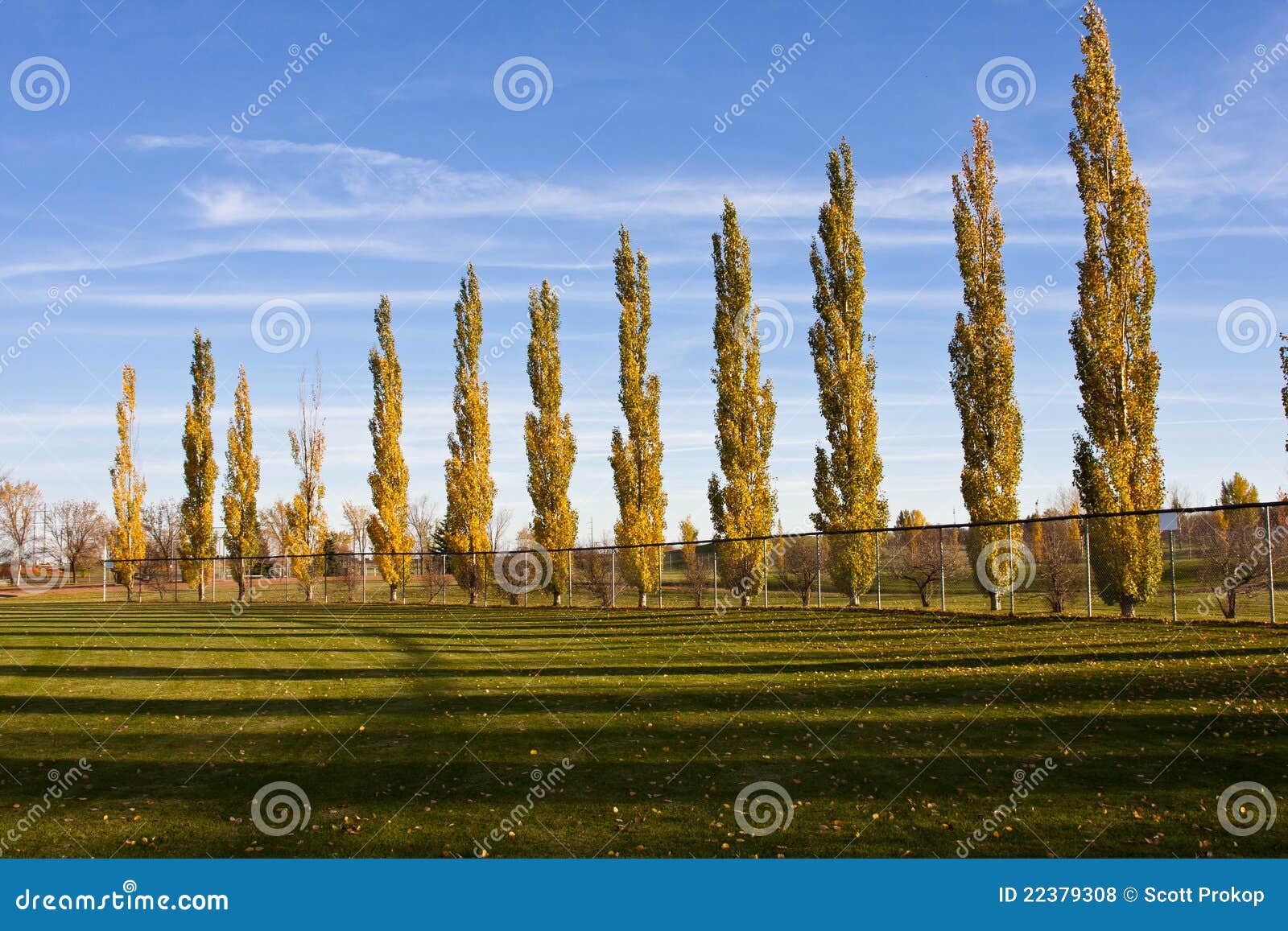 Row of Trees stock photo. Image of leaf, tree, plant - 22379308