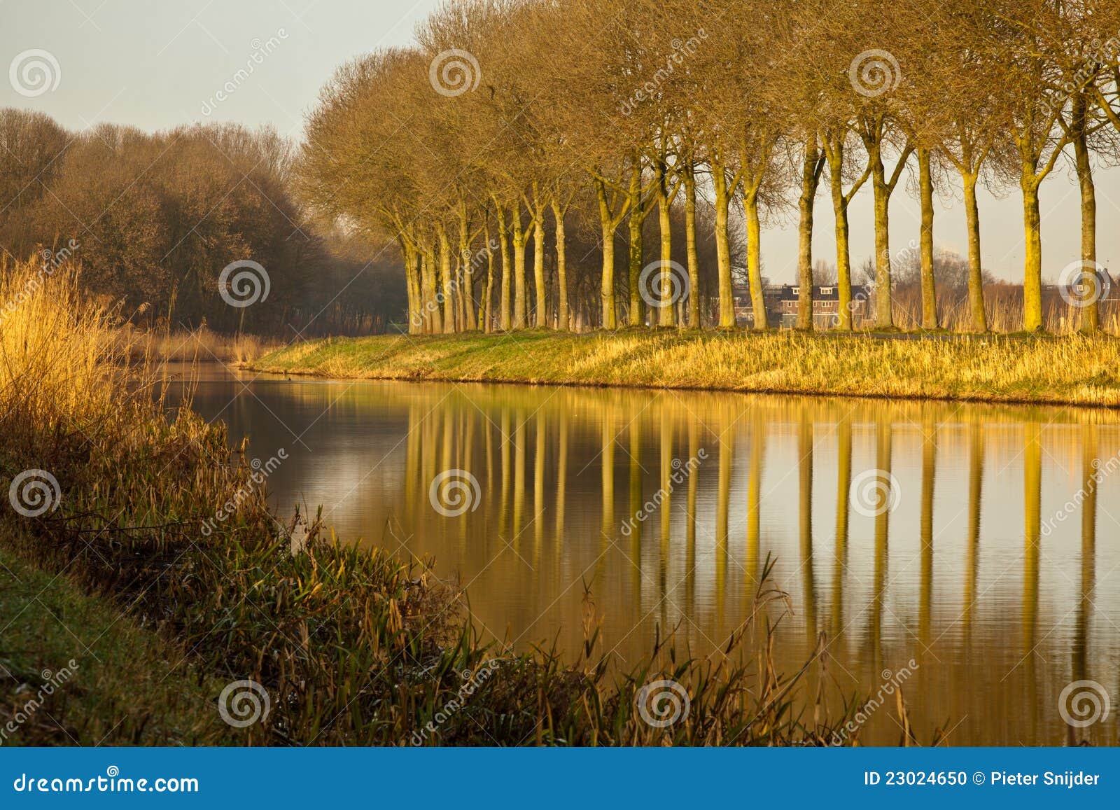 Row of Trees stock photo. Image of tranquility, beauty - 23024650