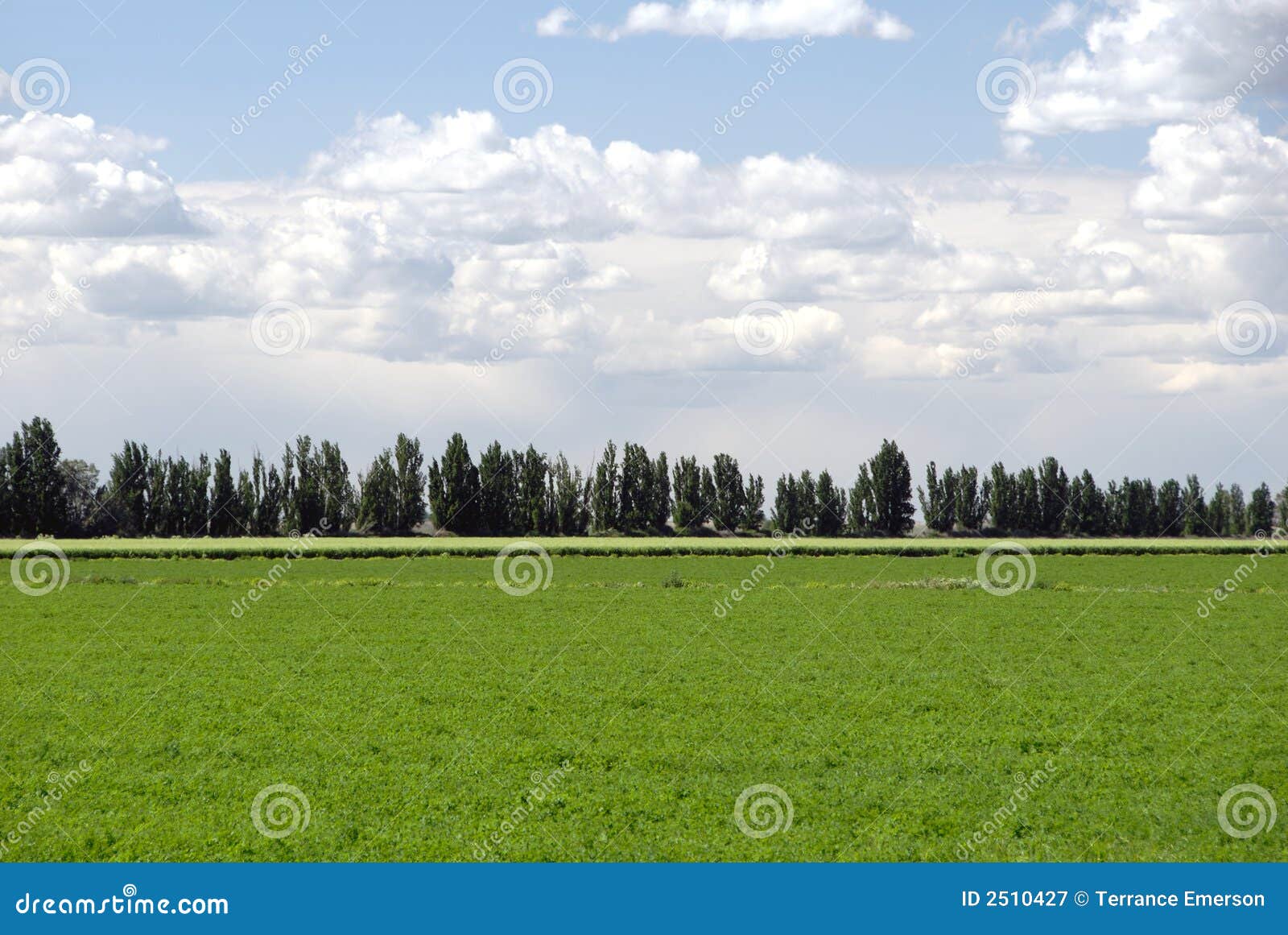 Row of Trees stock image. Image of agriculture, scenic - 2510427