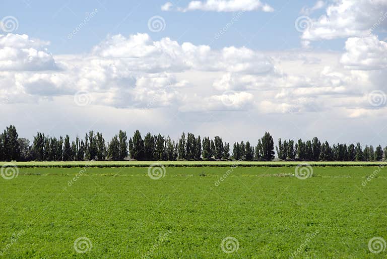 Row of Trees stock image. Image of agriculture, scenic - 2510427