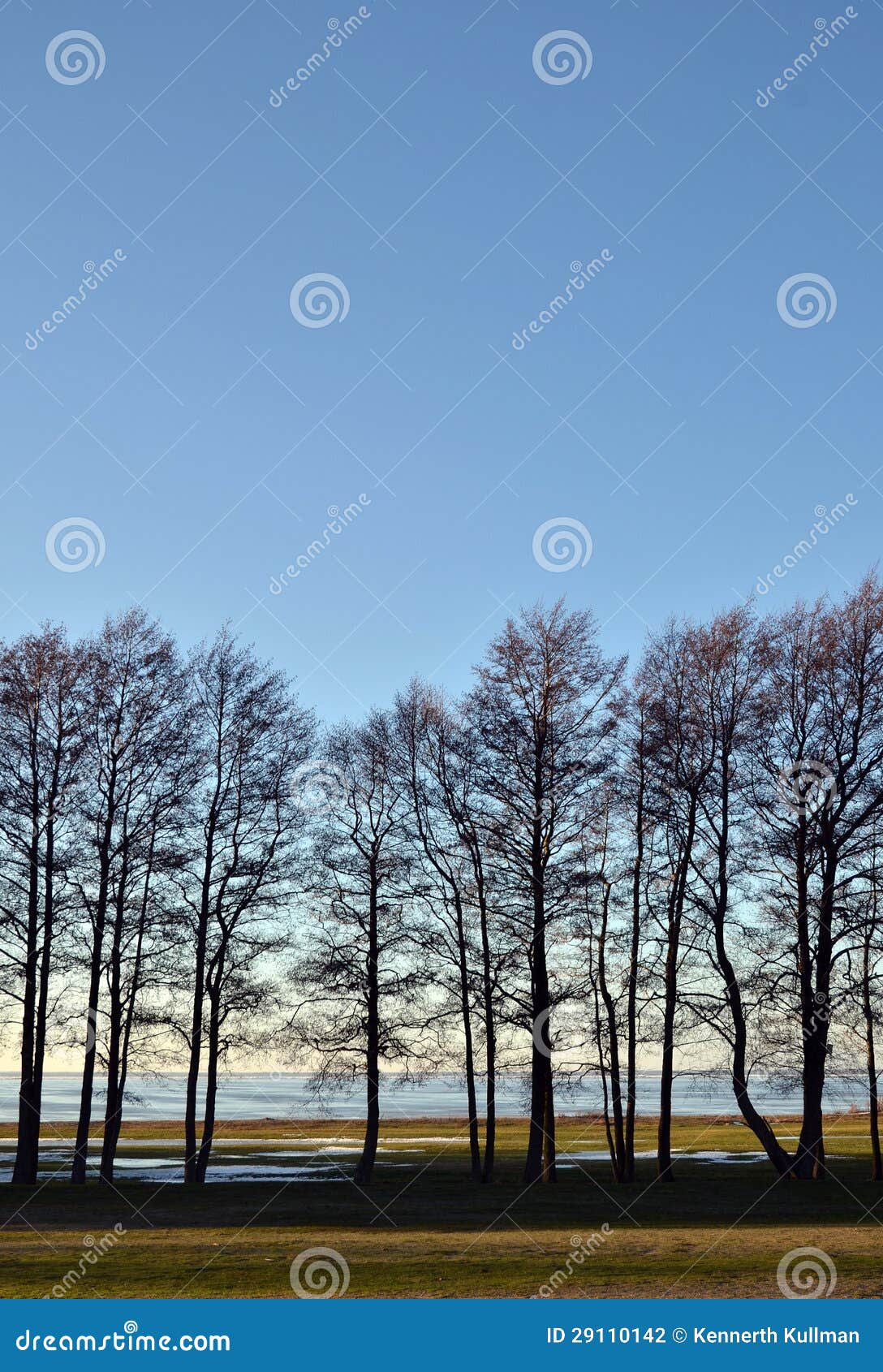 Row of trees stock photo. Image of beautiful, outdoor - 29110142