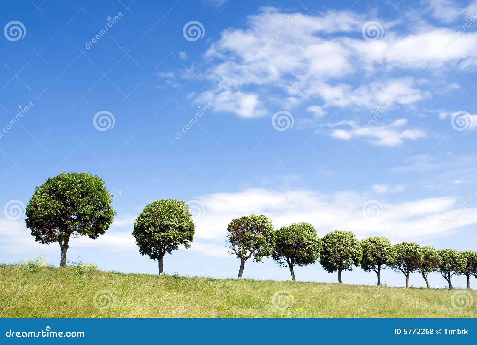 Row of the trees stock photo. Image of nature, landscape - 5772268