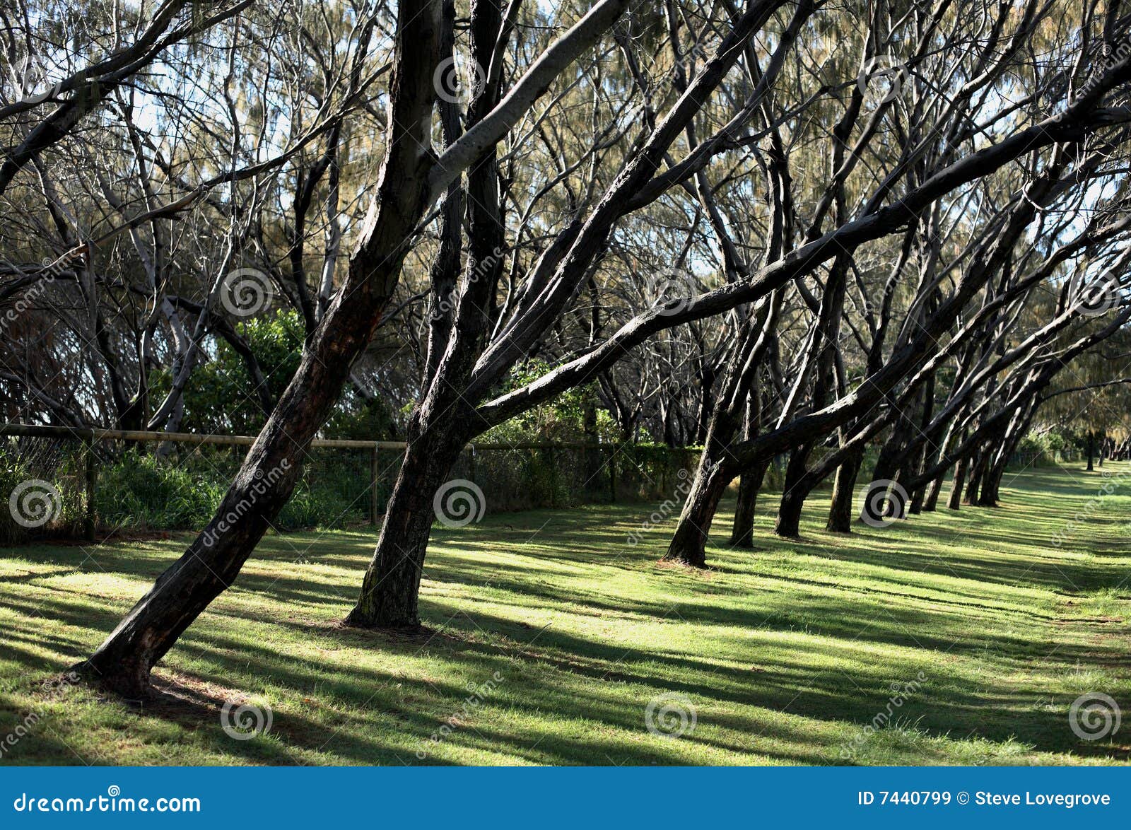 Row of Trees stock image. Image of morning, shadows, vegetation - 7440799