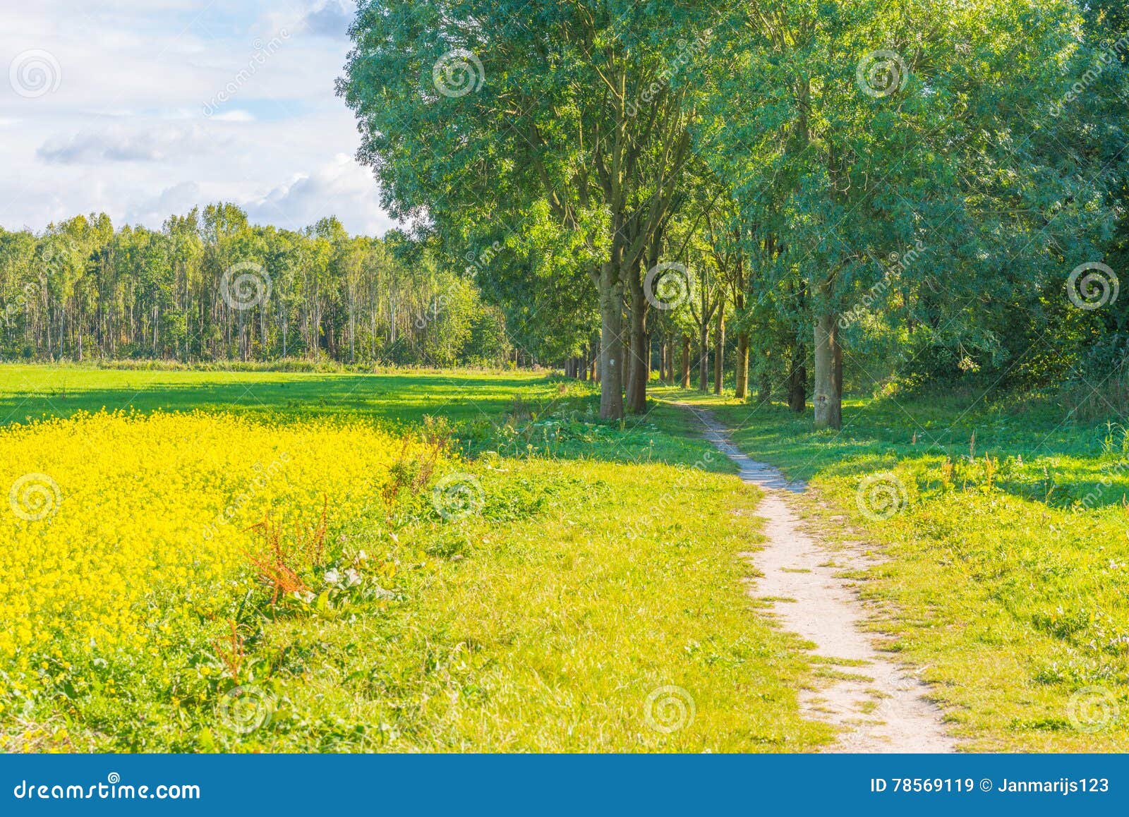 Row of Trees Along a Field with Flowers Stock Image - Image of foliage ...