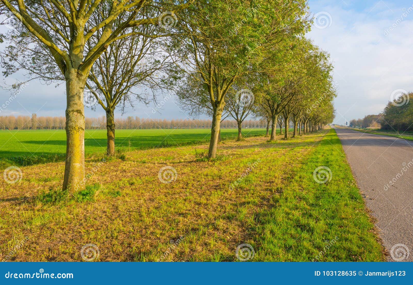 Row of Trees Along a Field in Sunlight at Fall Stock Image - Image of ...