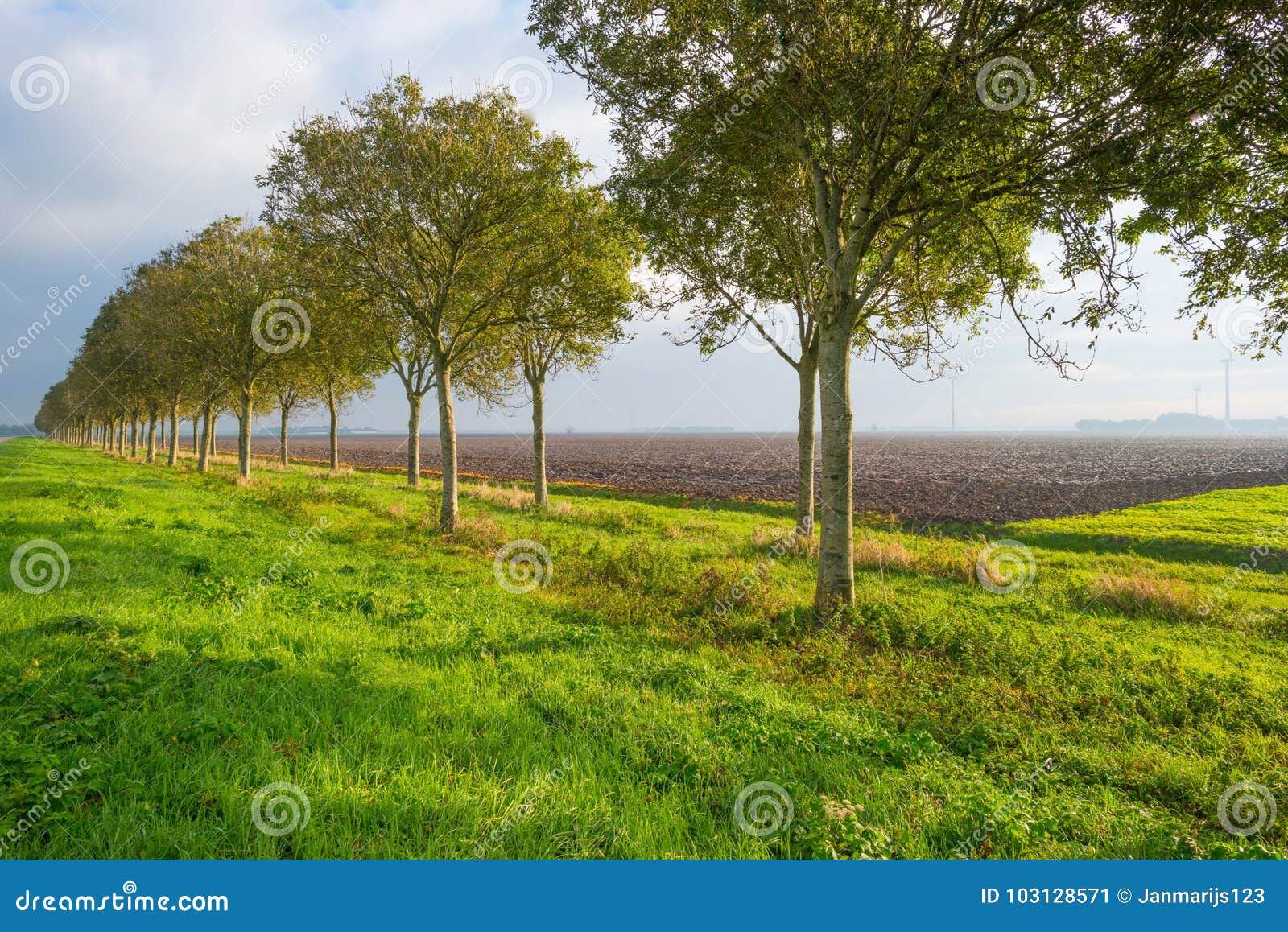 Row of Trees Along a Field in Sunlight at Fall Stock Image - Image of ...