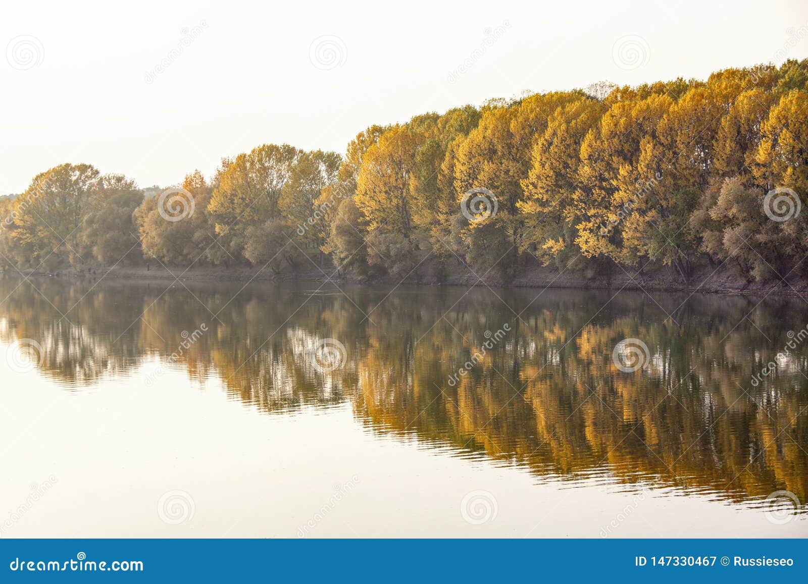 Row of Trees Along the River Stock Image - Image of landscape, forest ...