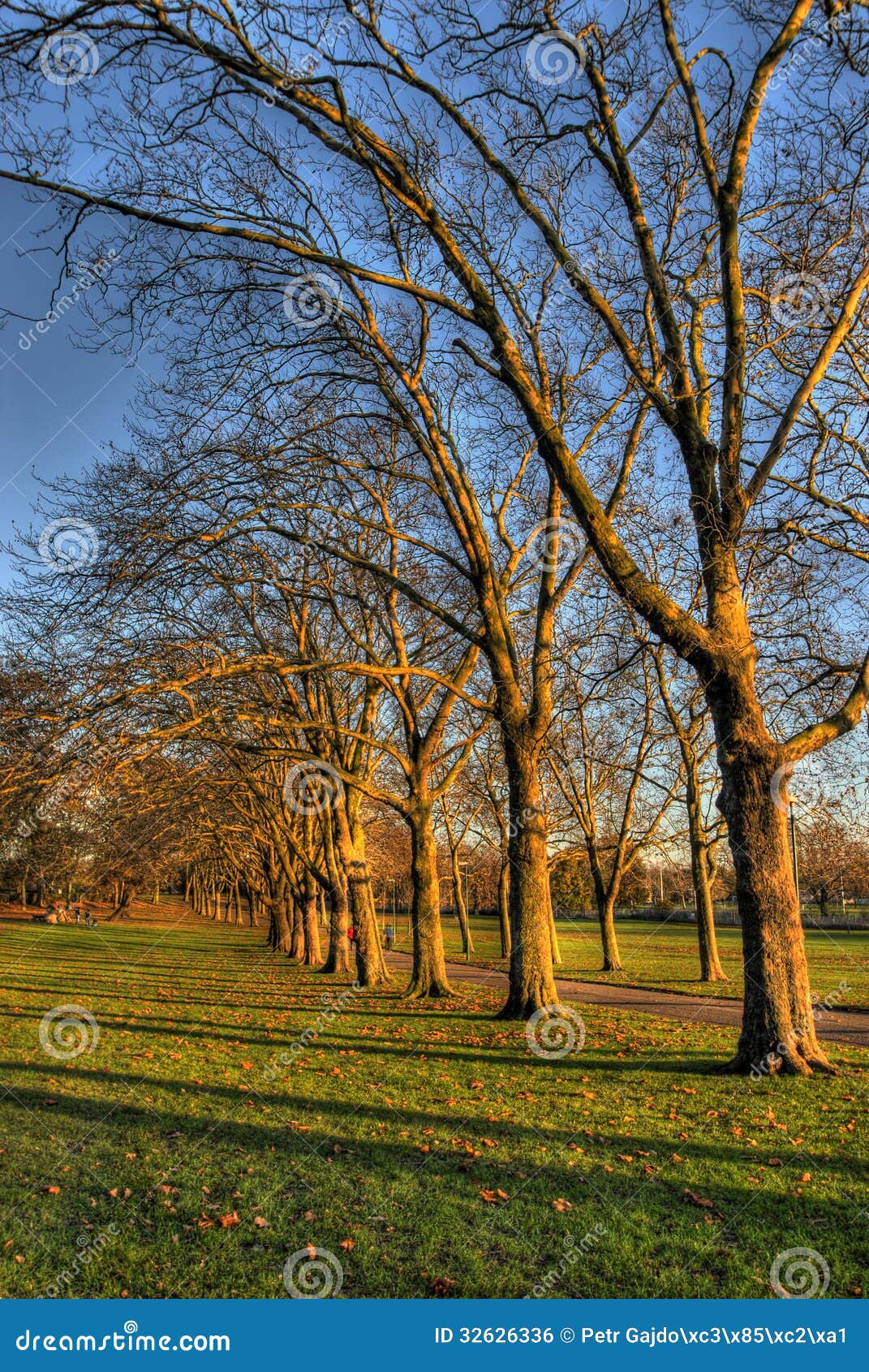 Row of trees stock photo. Image of trees, park, london - 32626336