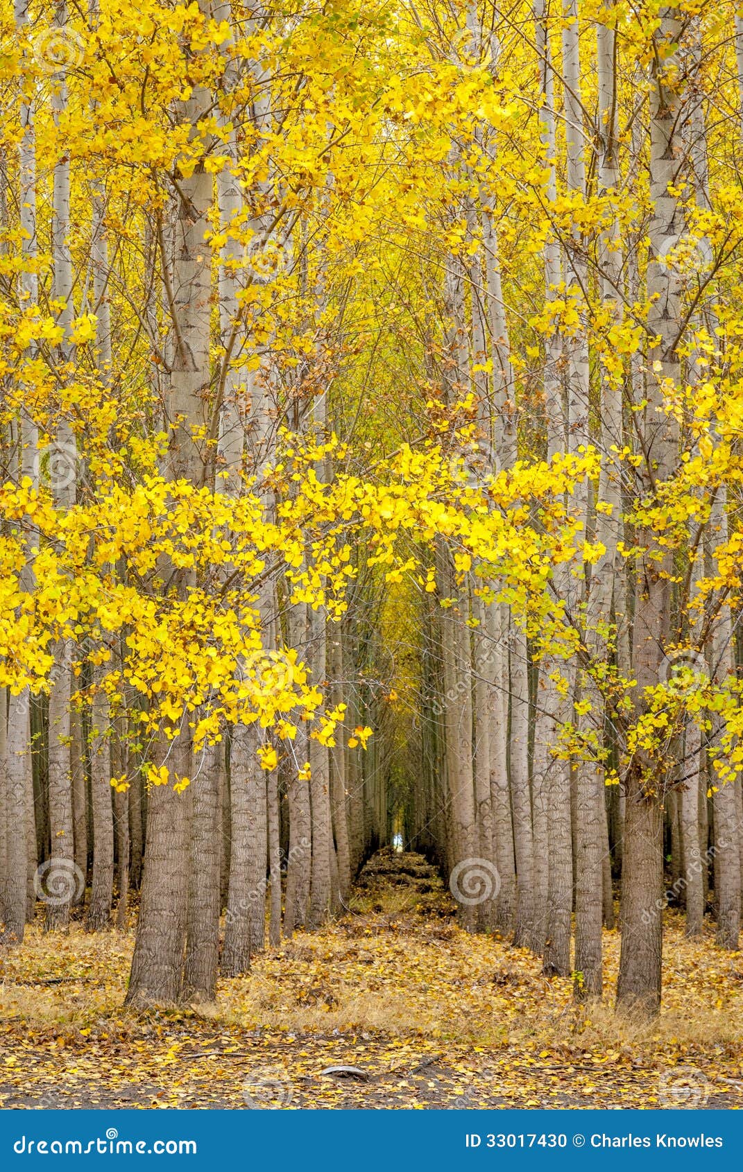Row of Trees with Autumn Leaves with a Path Stock Photo - Image of ...