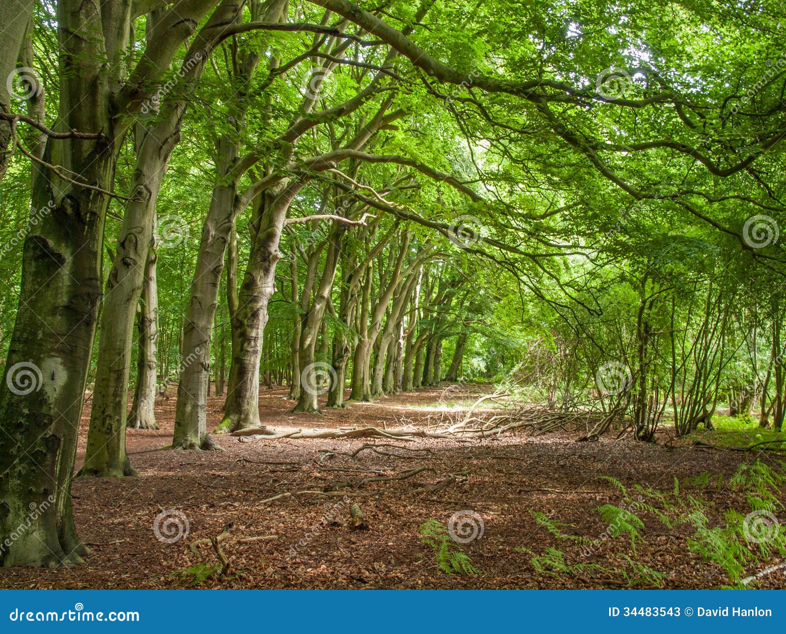 Row of trees stock image. Image of nature, woods, natural - 34483543
