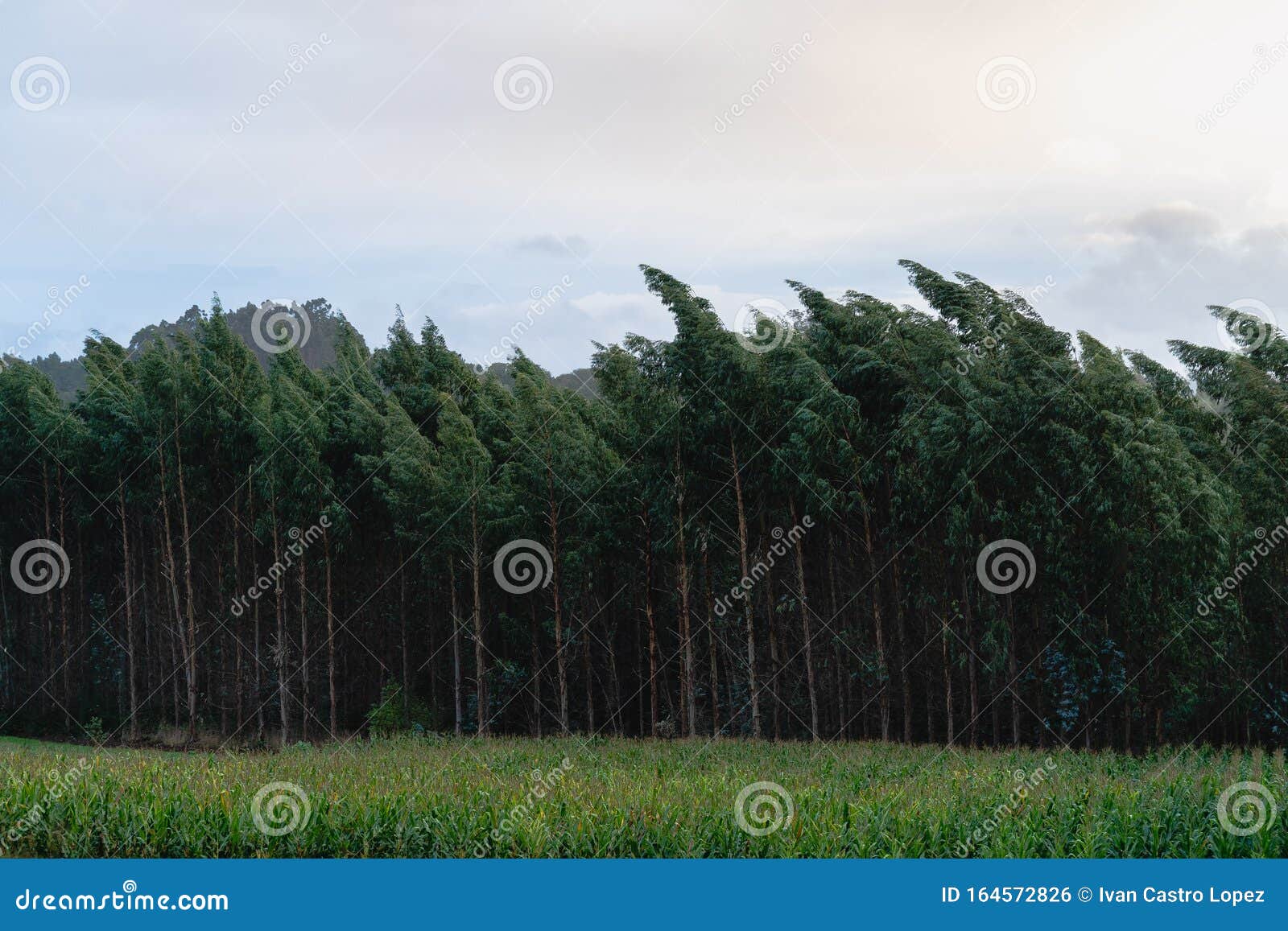 Row of Trees Bent by the Wind Stock Photo - Image of windy, blow: 164572826