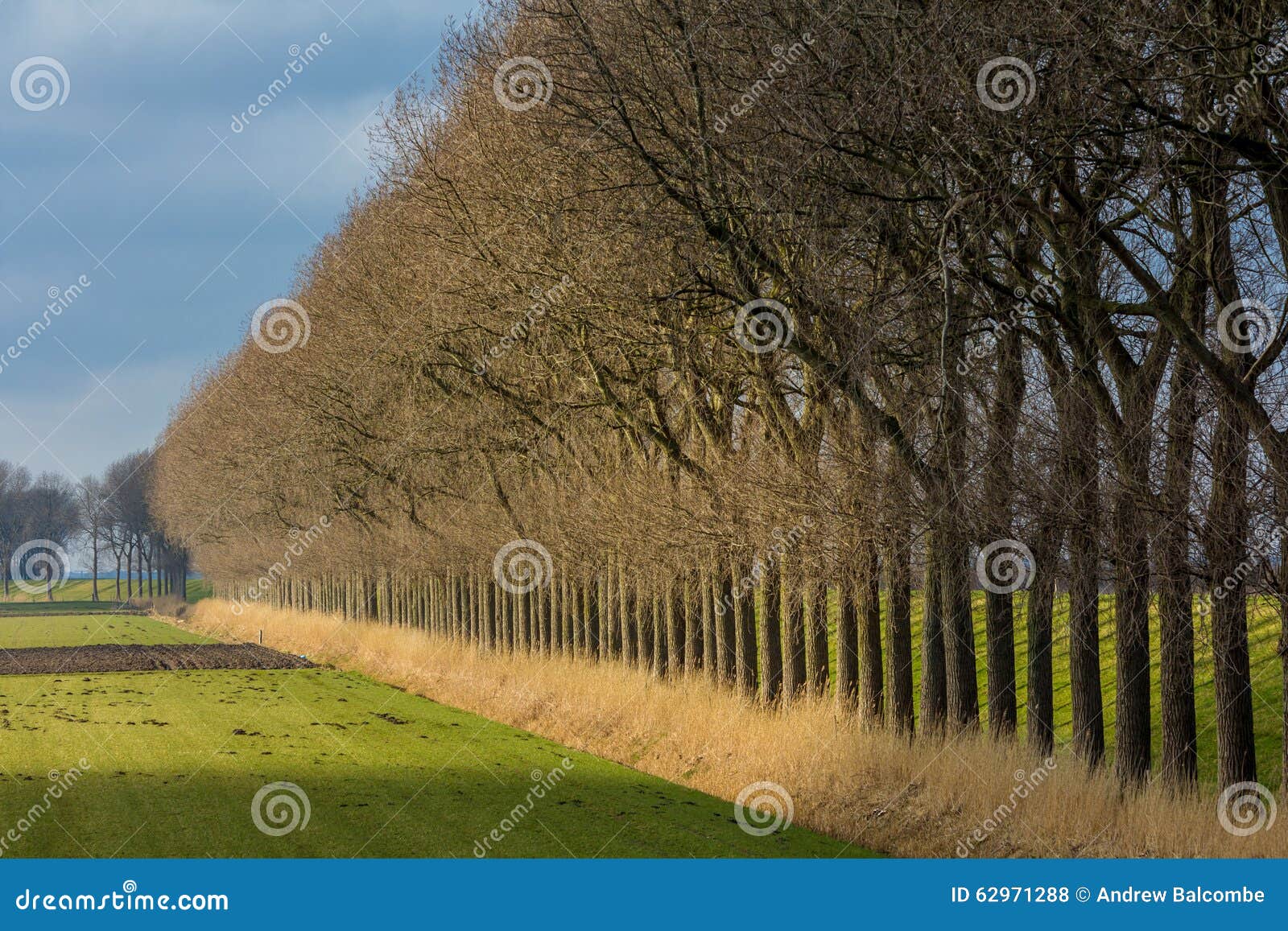 Row of Trees Bordering a Farm Field Stock Photo - Image of holland ...