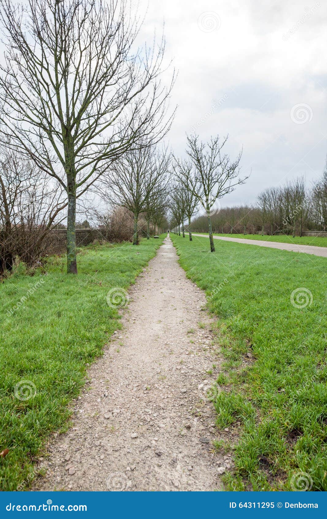 Row of trees stock image. Image of rows, line, season - 64311295