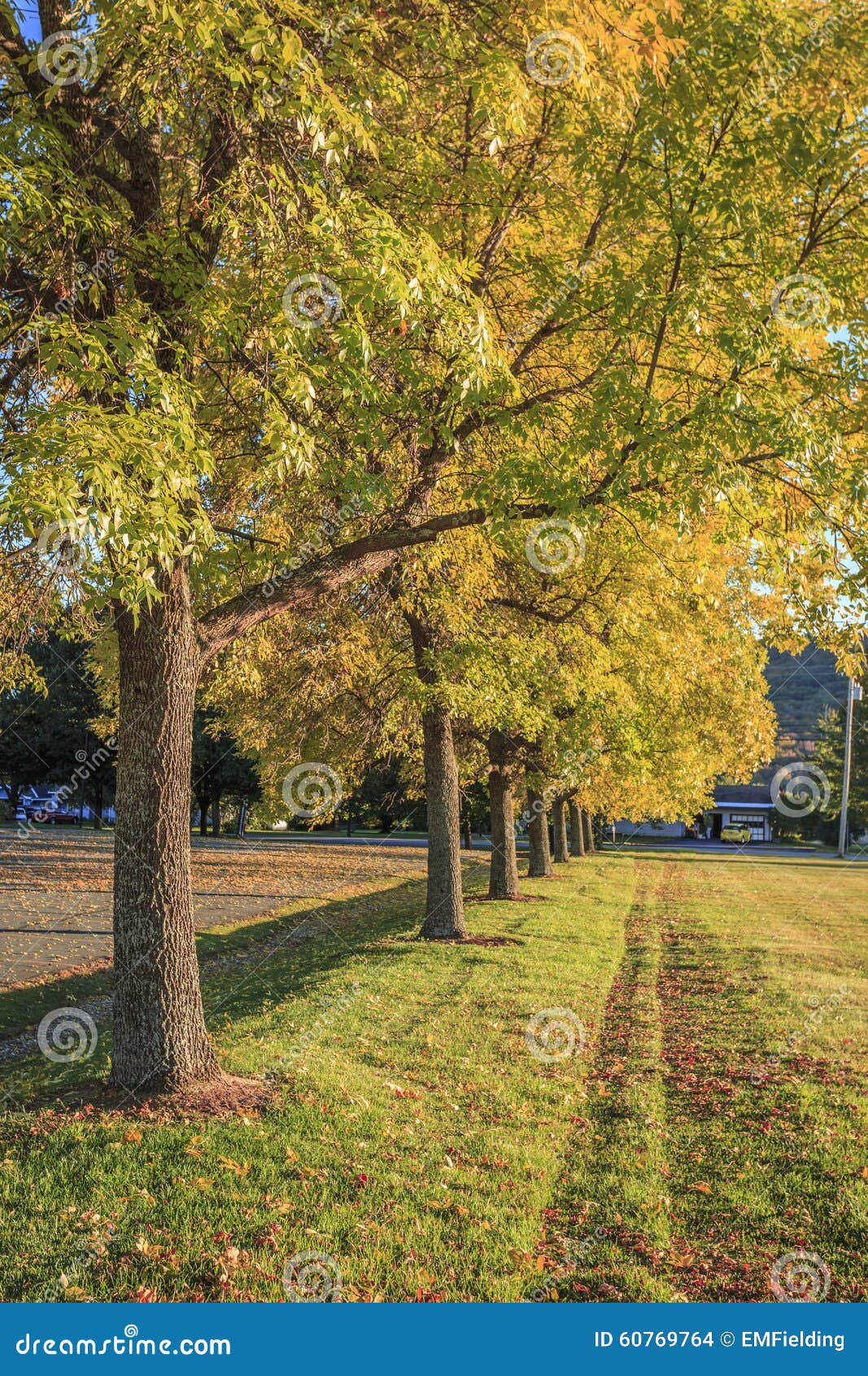 Row of Trees with Fall Foliage Stock Photo - Image of hampshire, leaves ...