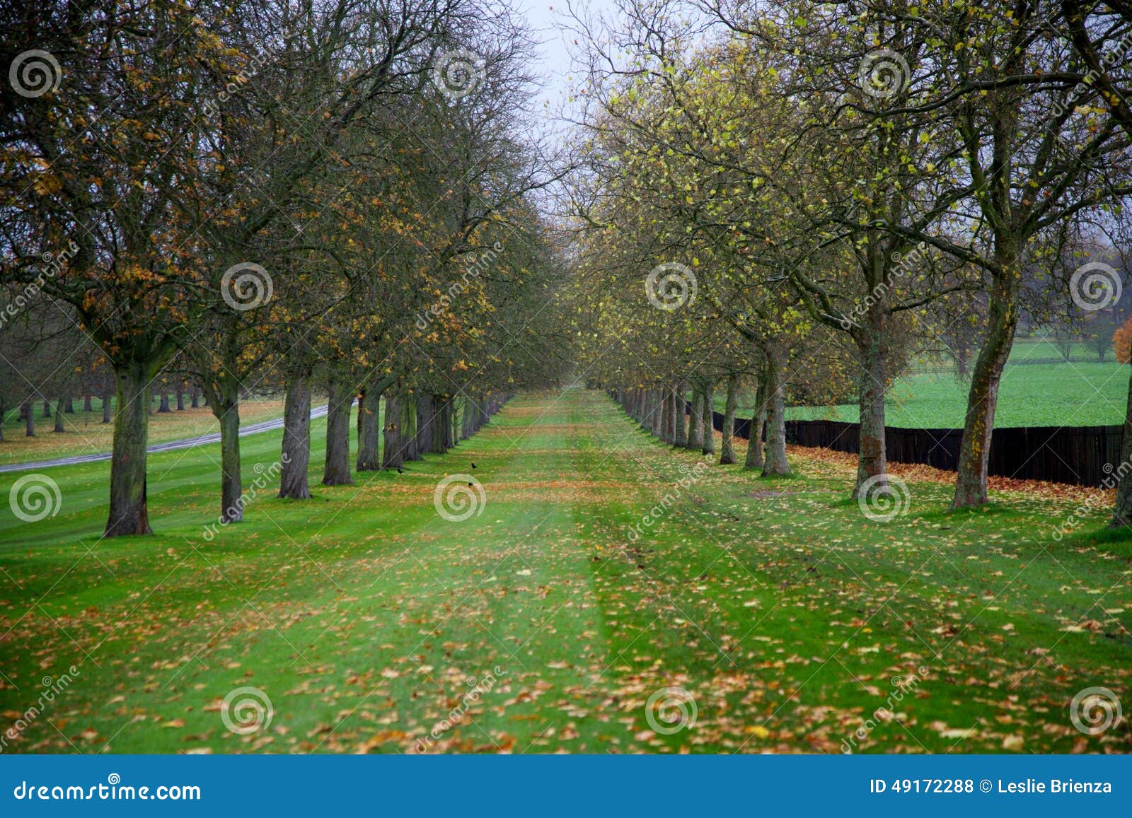 Row of Trees in the Fall with Leaves and Grass Stock Photo - Image of ...