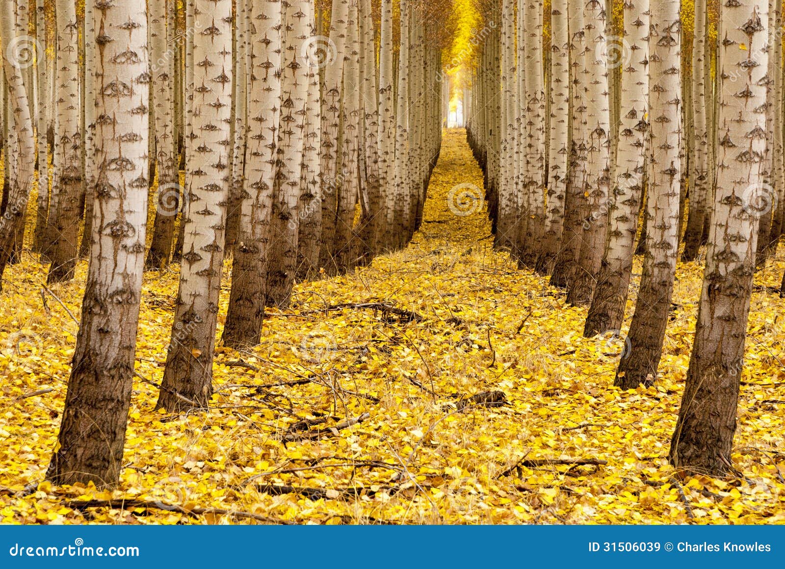 Row of Trees in the Fall at a Treefarm Stock Image - Image of ...
