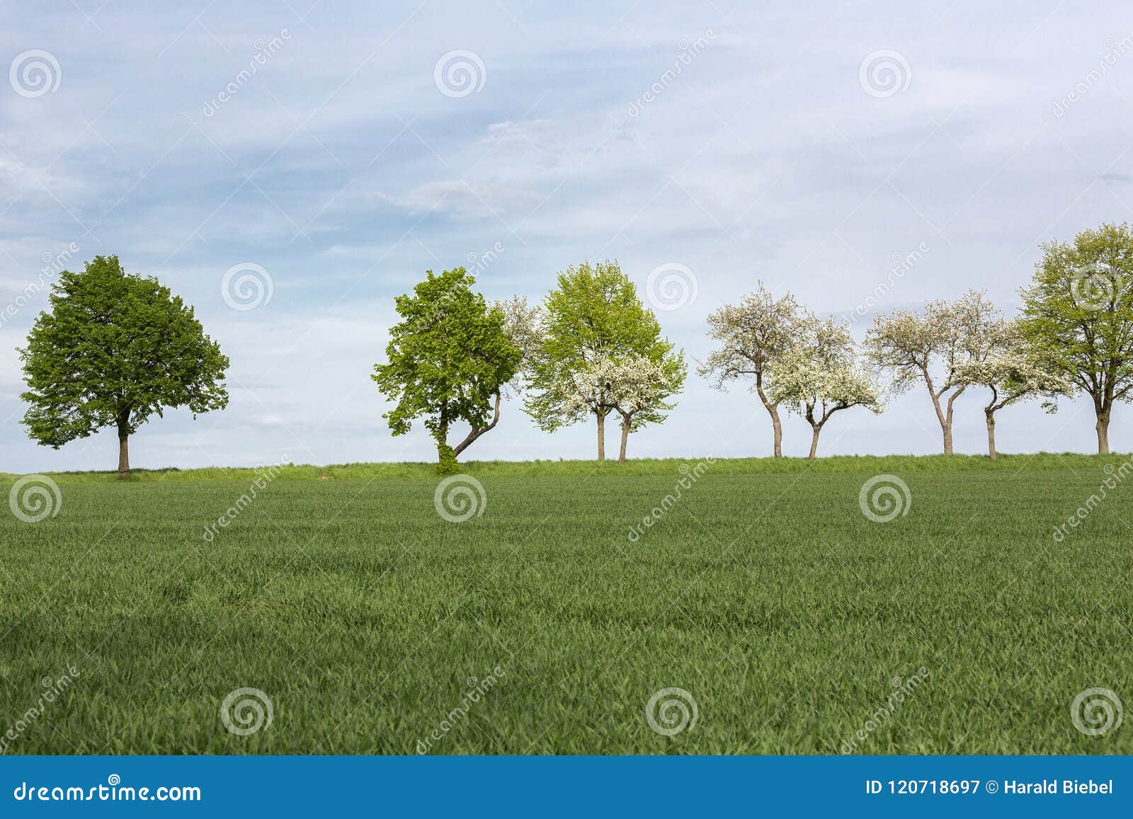 Row of Trees on Farmland in Springtime Stock Image - Image of season ...