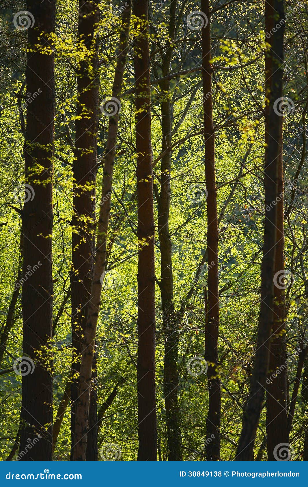 Row of Trees in Forest stock photo. Image of natural - 30849138