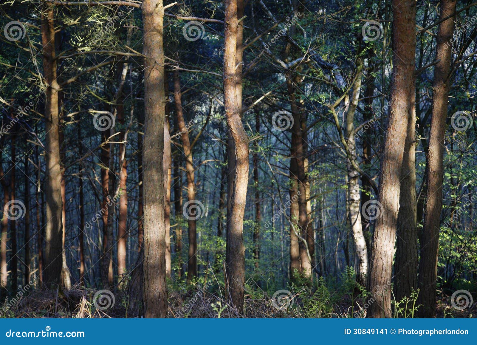 Row of Trees in Forest stock image. Image of forest, trees - 30849141