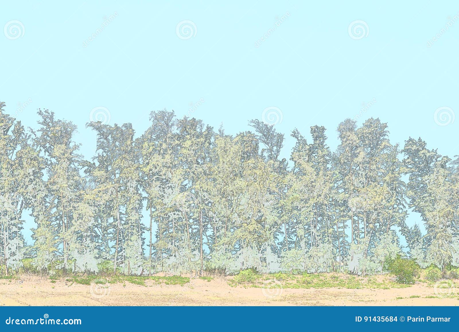 Casuarina Trees Stock Illustrations – 3 Casuarina Trees Stock ...