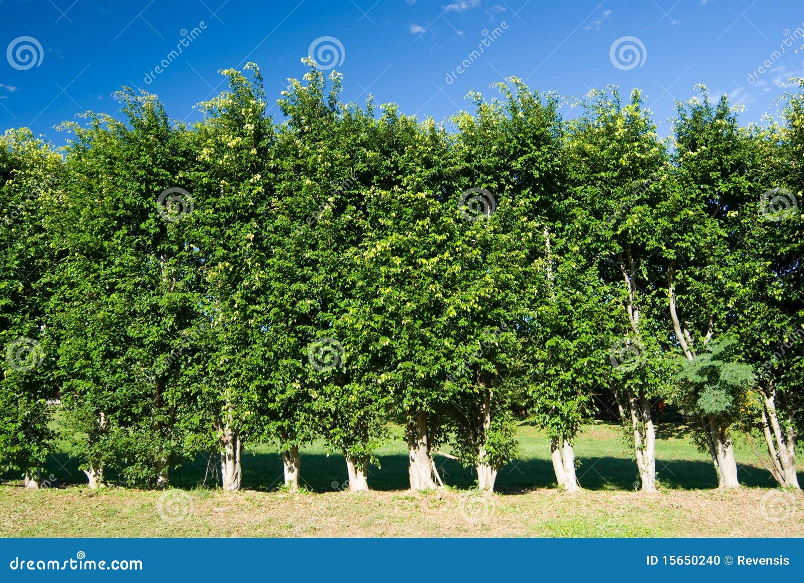 Row of trees green wall stock photo. Image of leaf, rural - 15650240