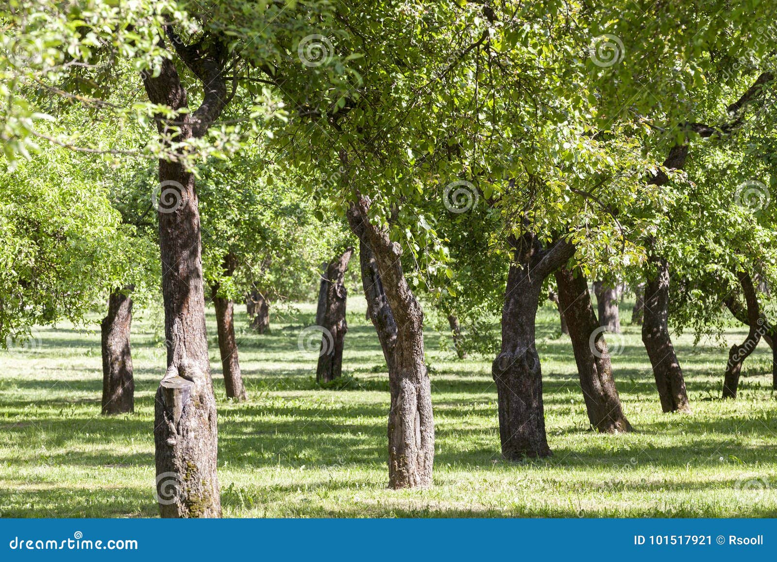 Row of trees stock image. Image of forest, landscape - 101517921