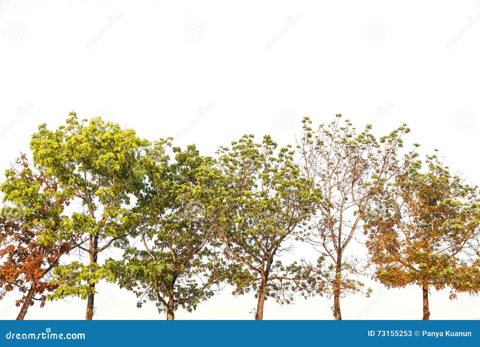 Row of Trees Isolated on a White Background. Stock Image - Image of ...