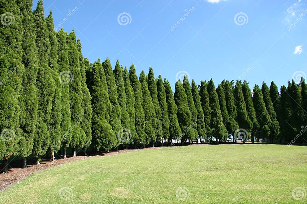 Row of Trees Lining Grass Park Stock Photo - Image of tranquility ...