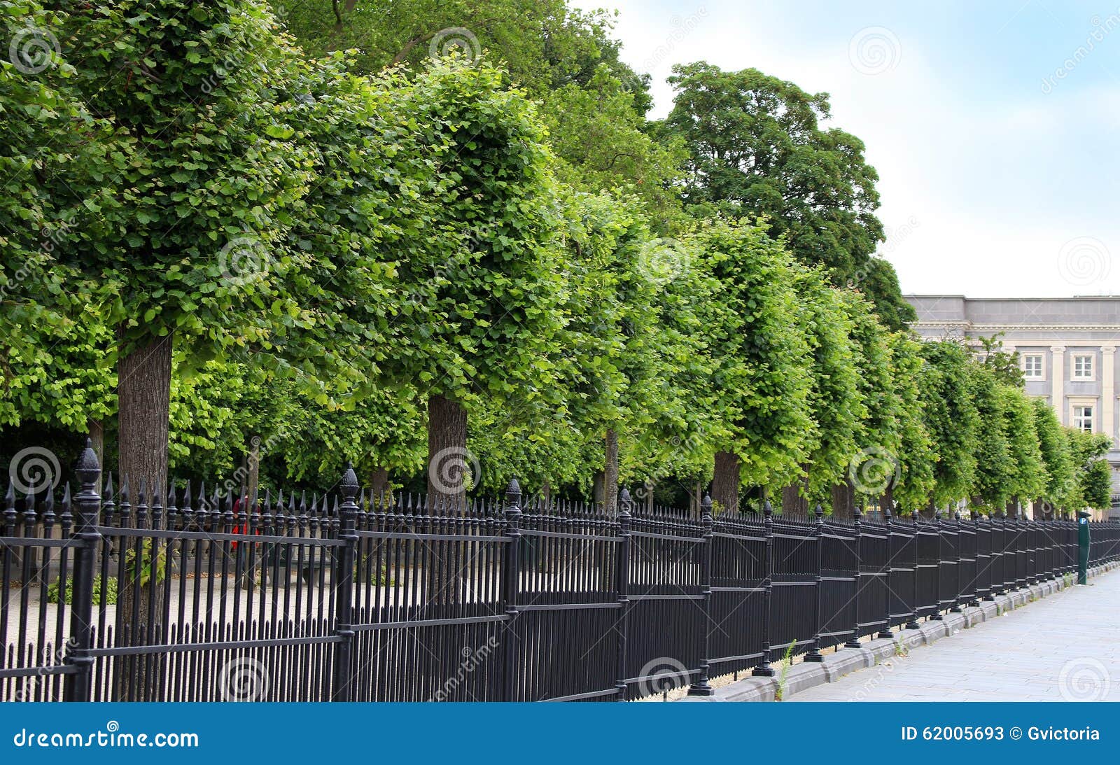 Row of Trees and Long Fence Stock Image - Image of spires, trees: 62005693
